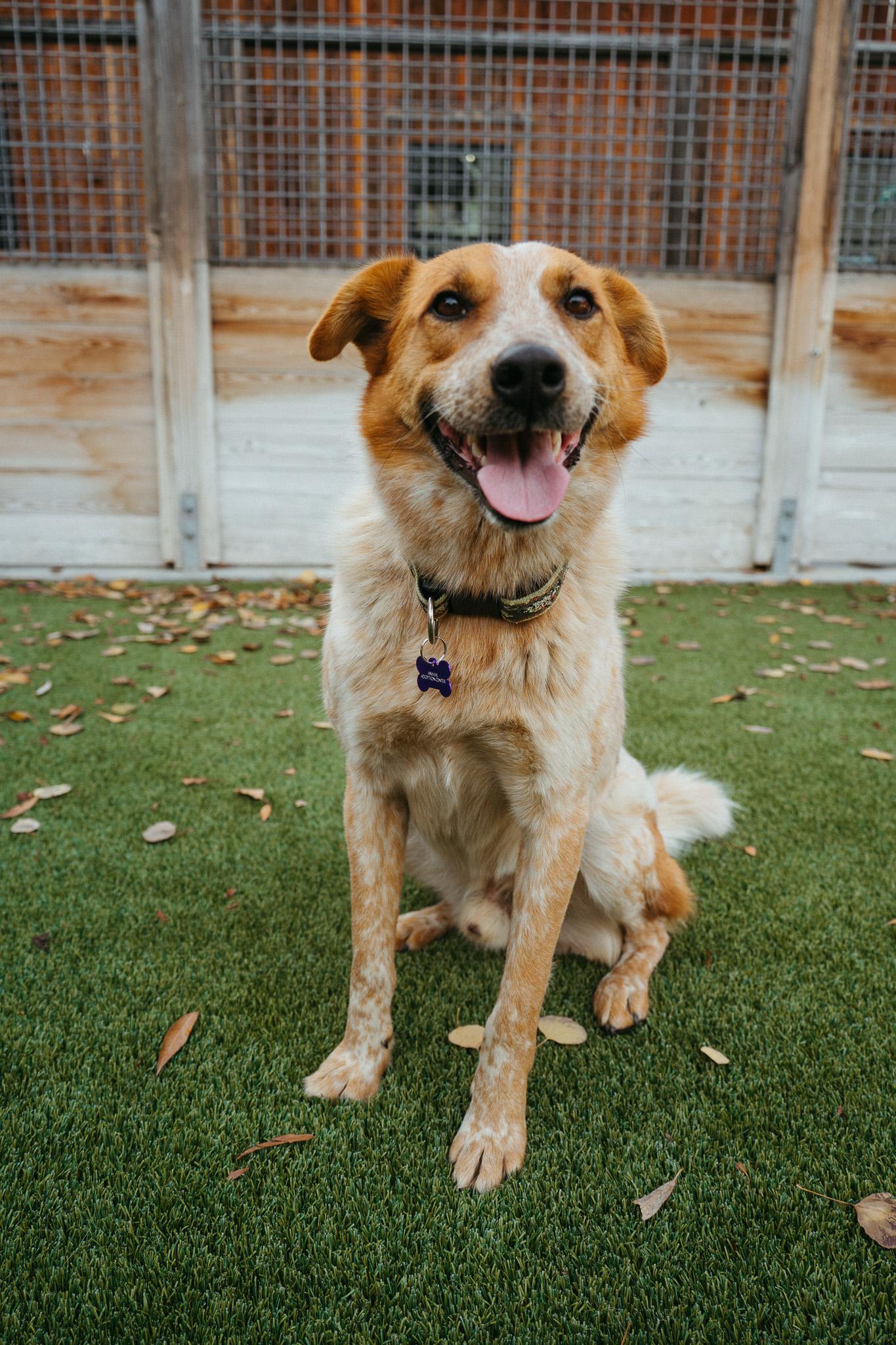 Dog for adoption - Rusty, a Cattle Dog Mix in Jackson, WY | Petfinder