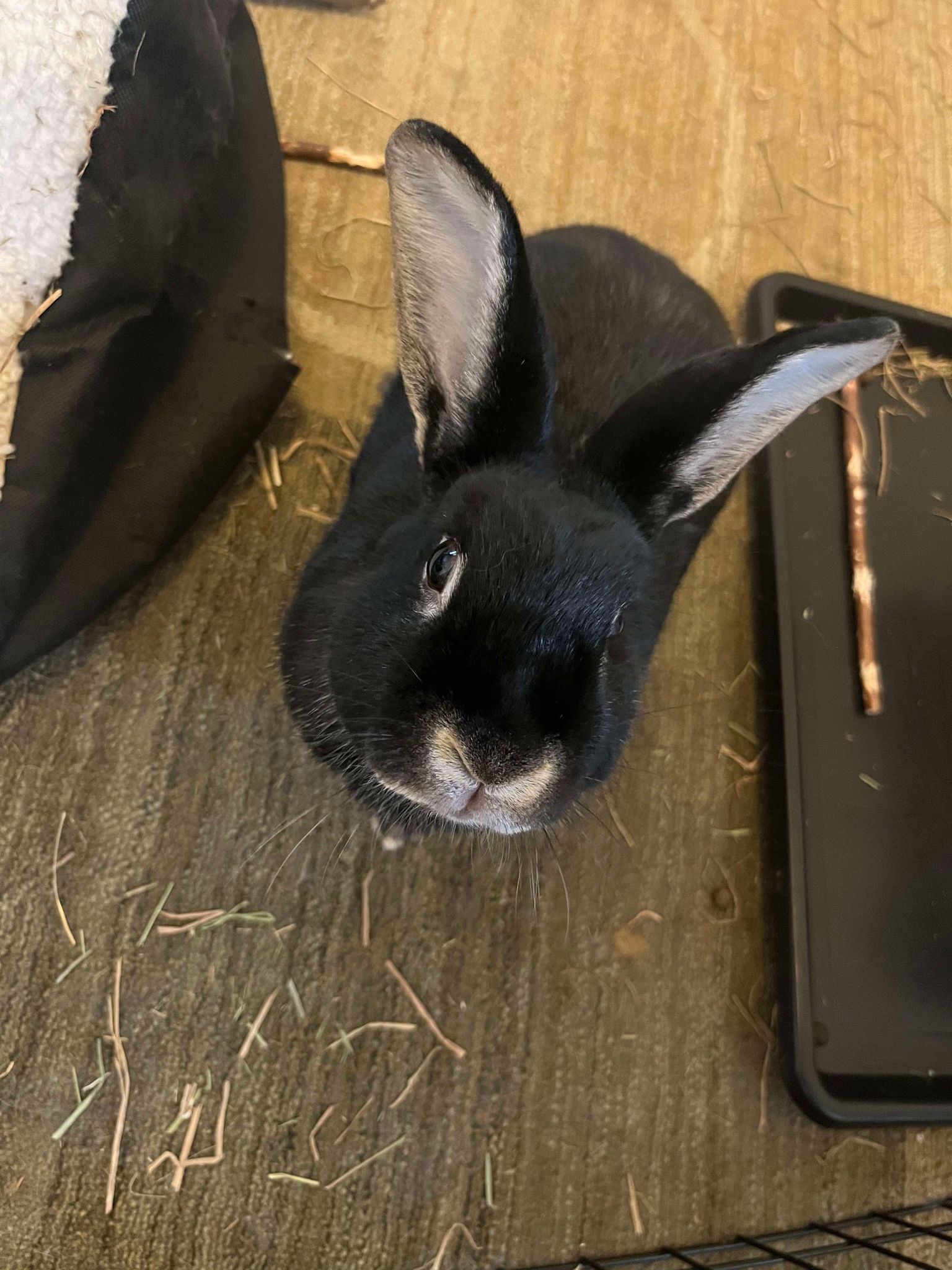 Rabbit for adoption - Toffee, a Dwarf in Waukesha, WI | Petfinder