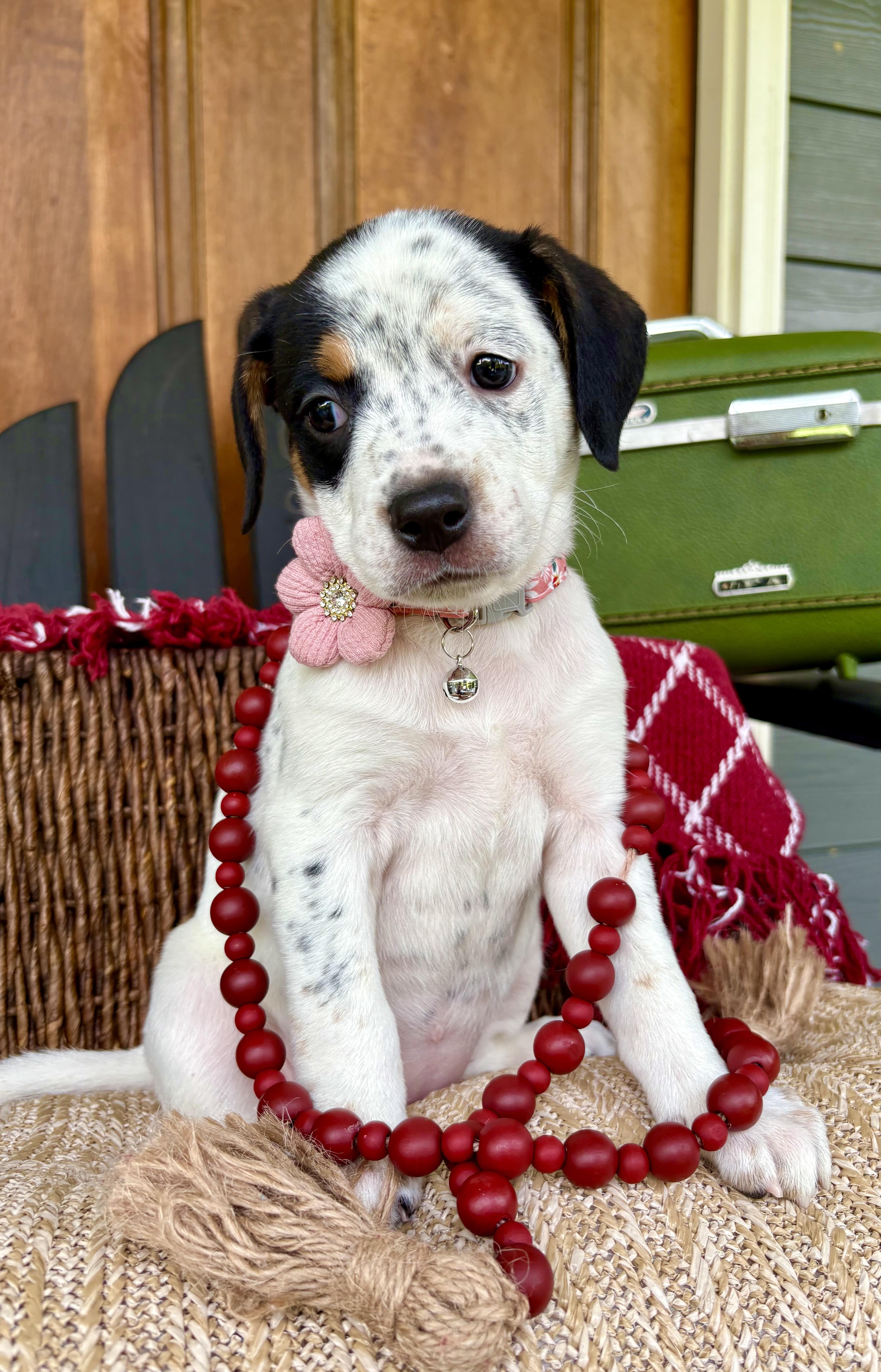 Dog for adoption - Journey, a Catahoula Leopard Dog & Pointer Mix in ...