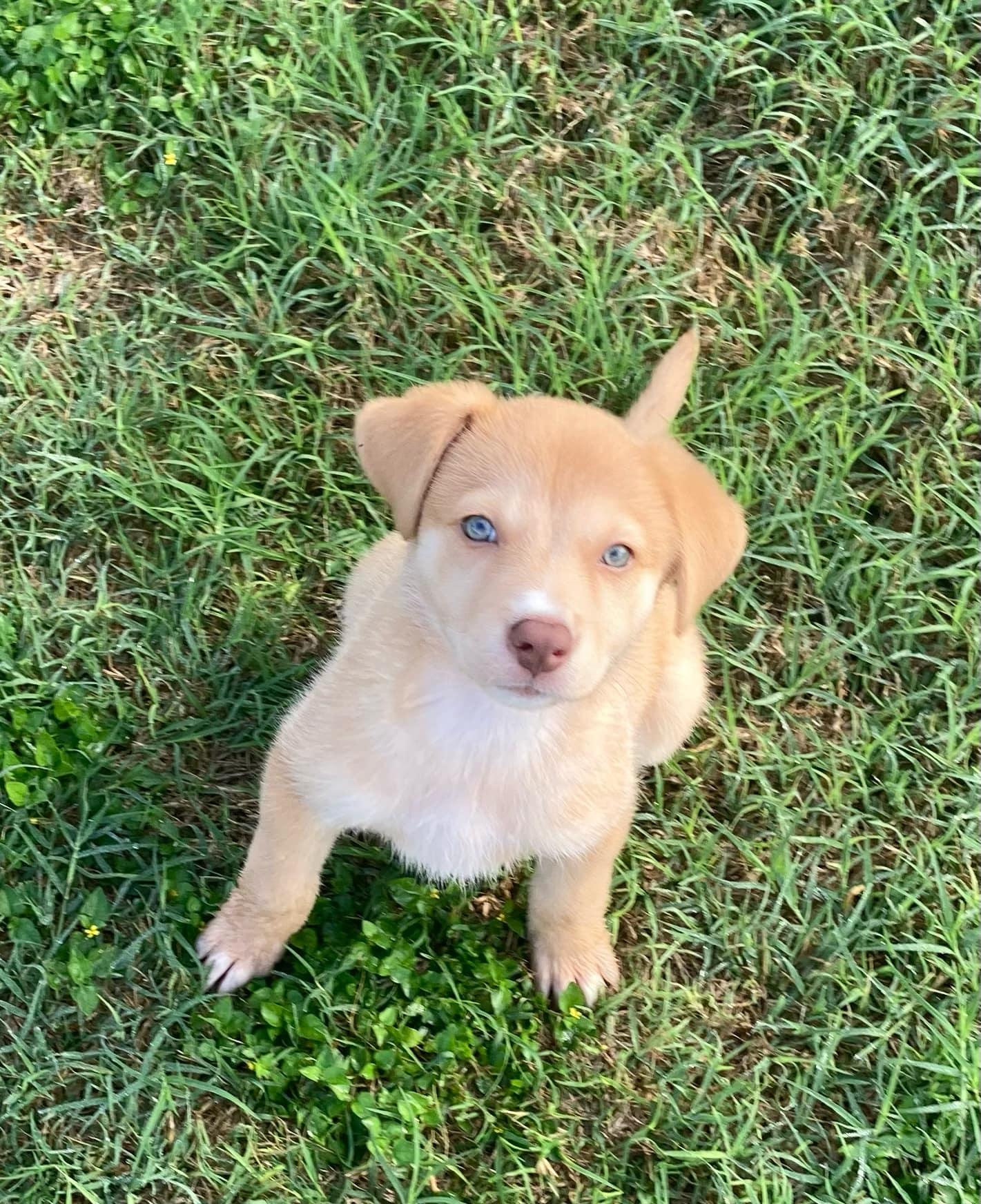 Dog for adoption - Fancy, a Labrador Retriever Mix in Lansing, MI ...