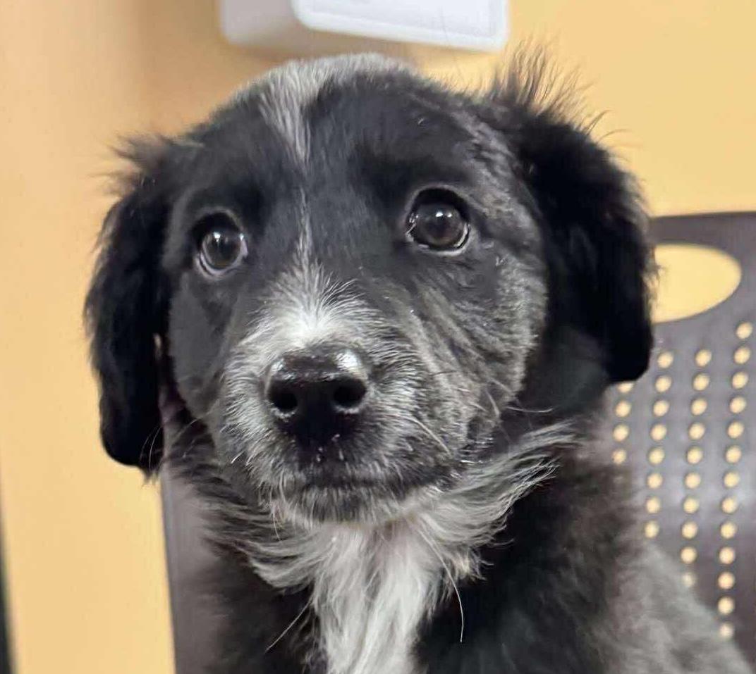 Marni - Adoptable Pet | Petfinder | Petfinder