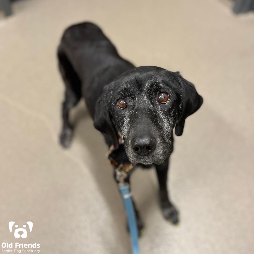 Dog for adoption - Mandy, a Black Labrador Retriever Mix in Mount ...