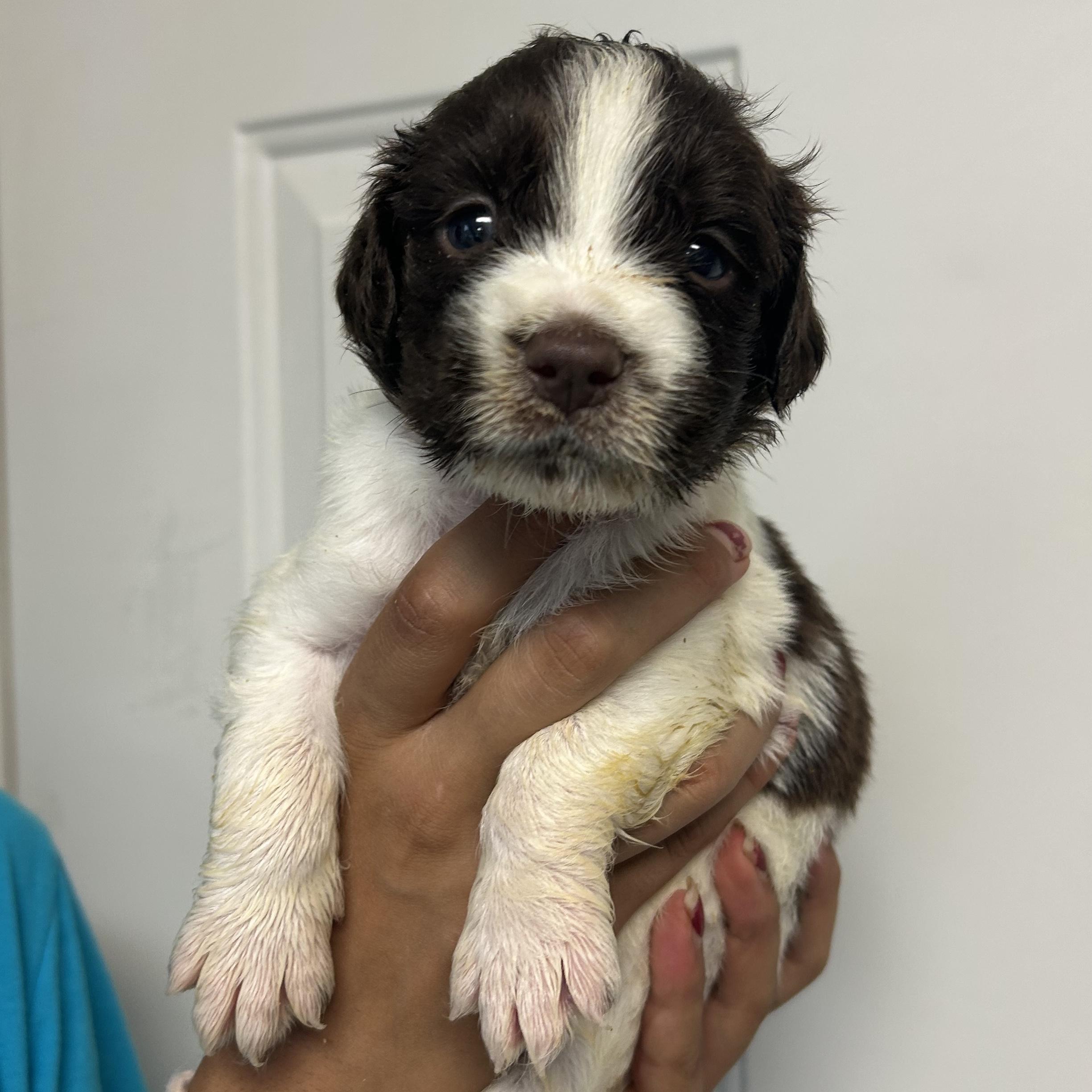 Dog for adoption - Denny's, a Pointer Mix in New York, NY | Petfinder