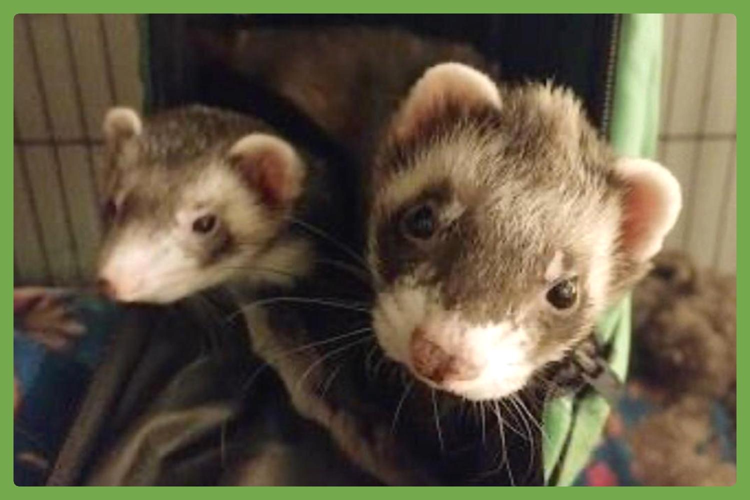 Ferret for adoption - Fifi and Zuko, a Ferret in Burlington, VT | Petfinder