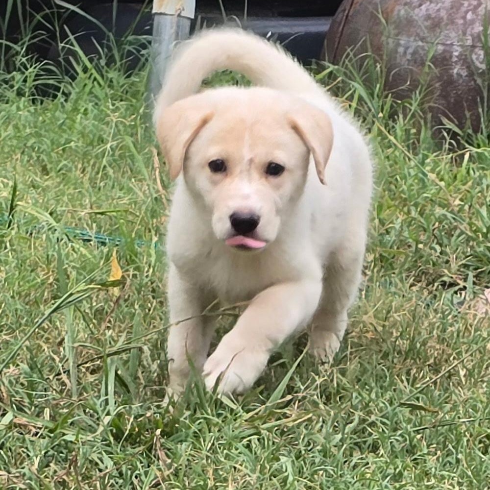 Dog for adoption - Simon, a Labrador Retriever Mix in Cincinnati, OH ...