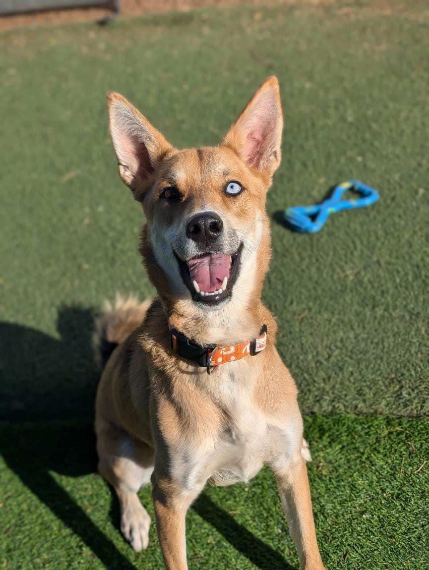 Dog for adoption - Titan, a Husky & Shepherd Mix in Las Vegas, NV ...
