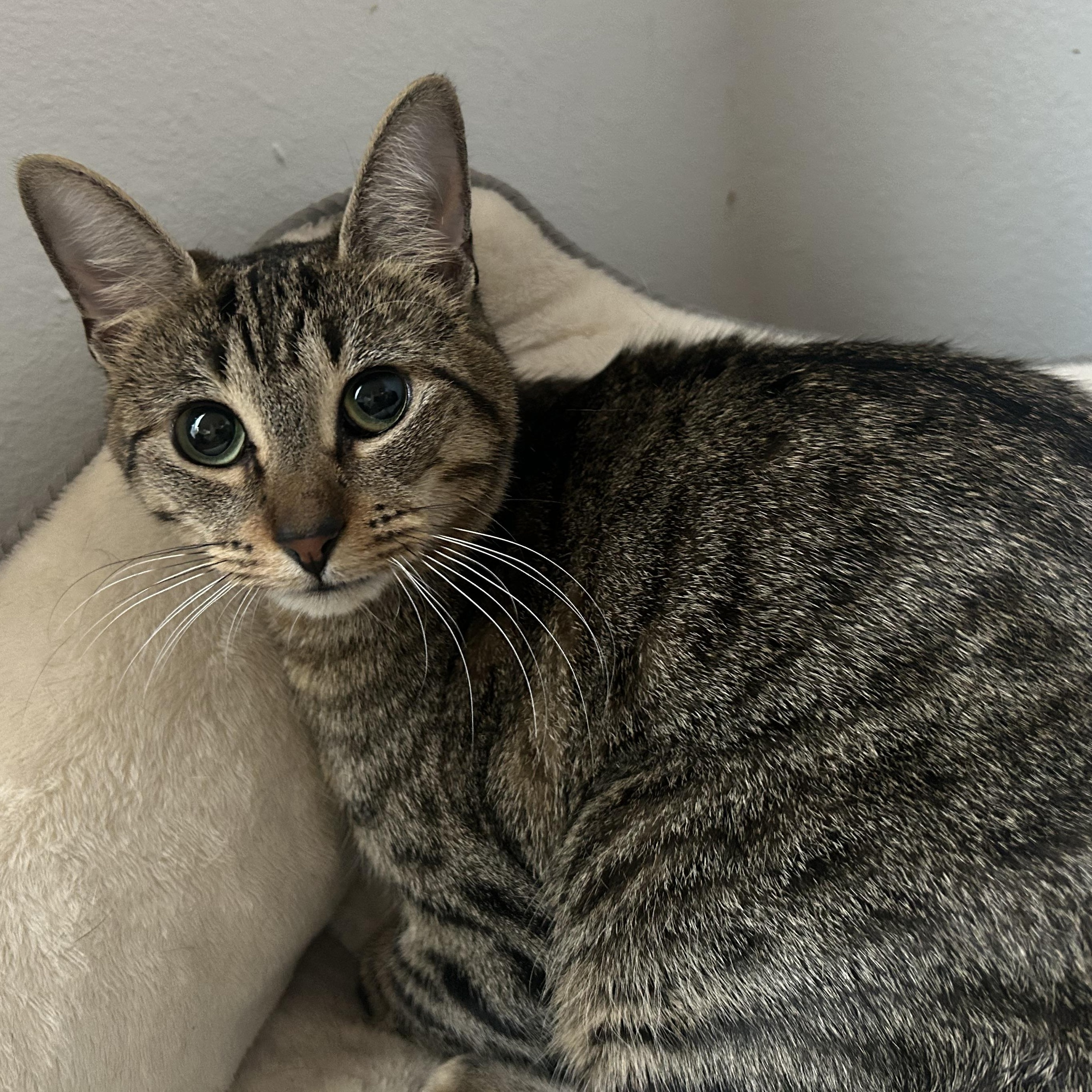 Cat for adoption - Maira, a Domestic Short Hair Mix in Bellevue, WA ...