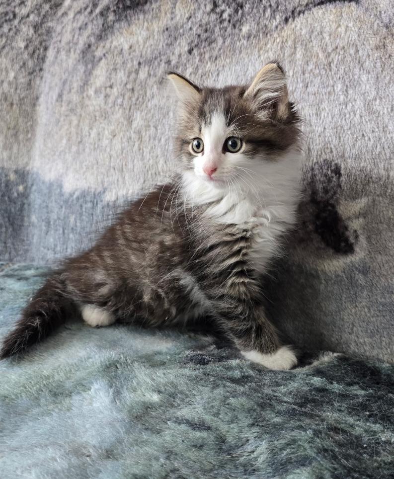 Cat for adoption - WILLOW, a Domestic Medium Hair in Spotswood, NJ | Petfinder