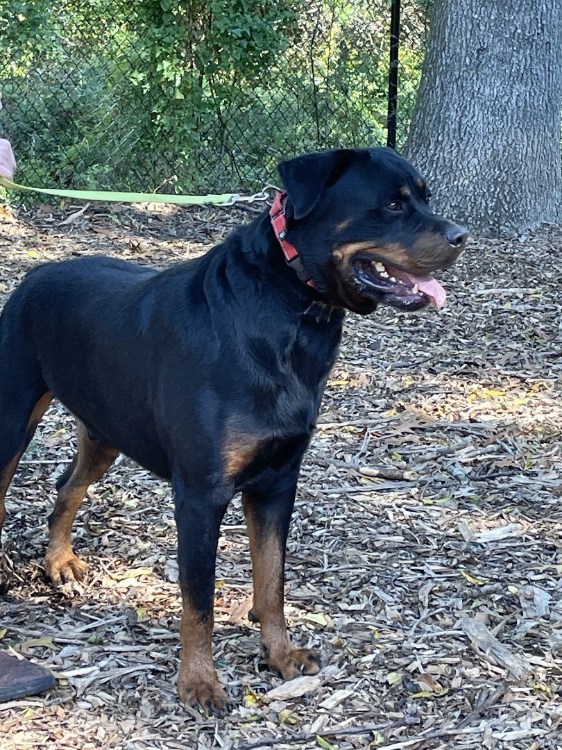 Dog for adoption - Apollo, a Rottweiler Mix in Lindenhurst, NY | Petfinder