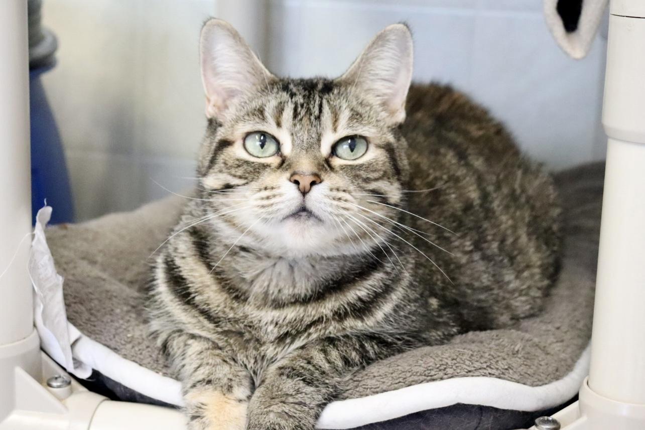 Cat for adoption - Munchkin, a Domestic Short Hair Mix in Ilderton, ON ...