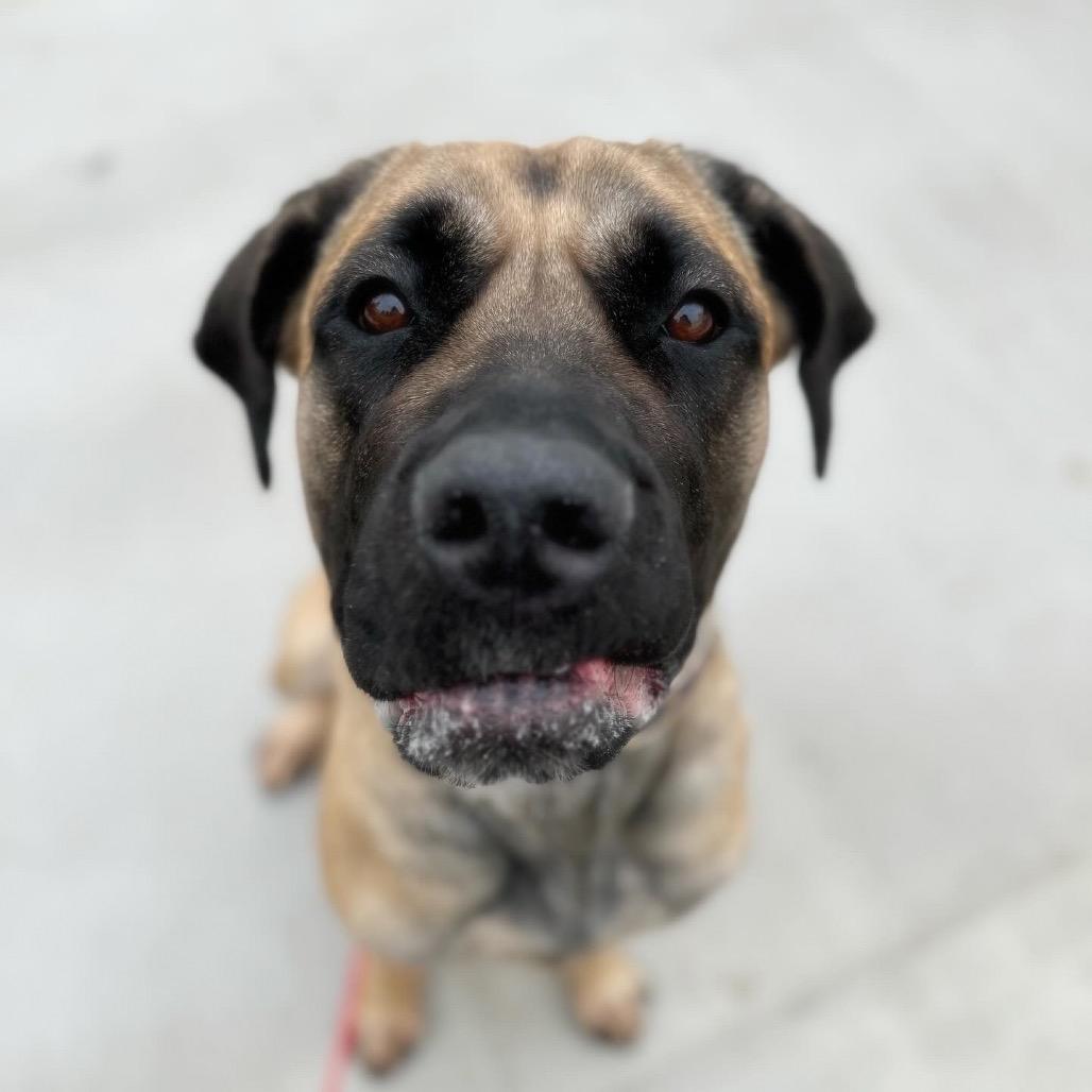 Dog for adoption - Tee, a Mastiff in Blaine, MN | Petfinder