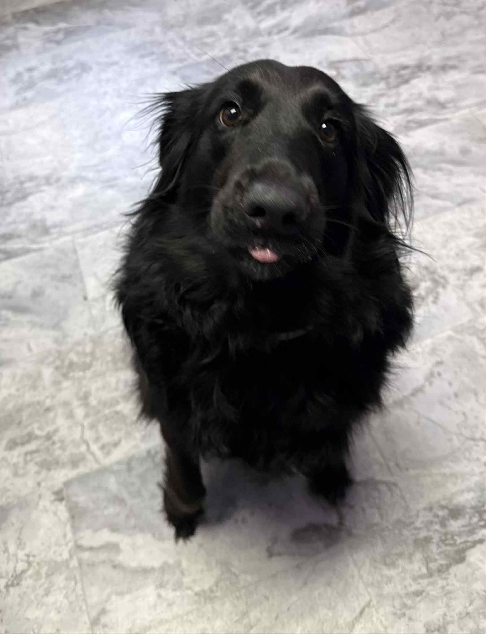 Dog for adoption - Abby, a Flat-Coated Retriever Mix in Altoona, PA ...
