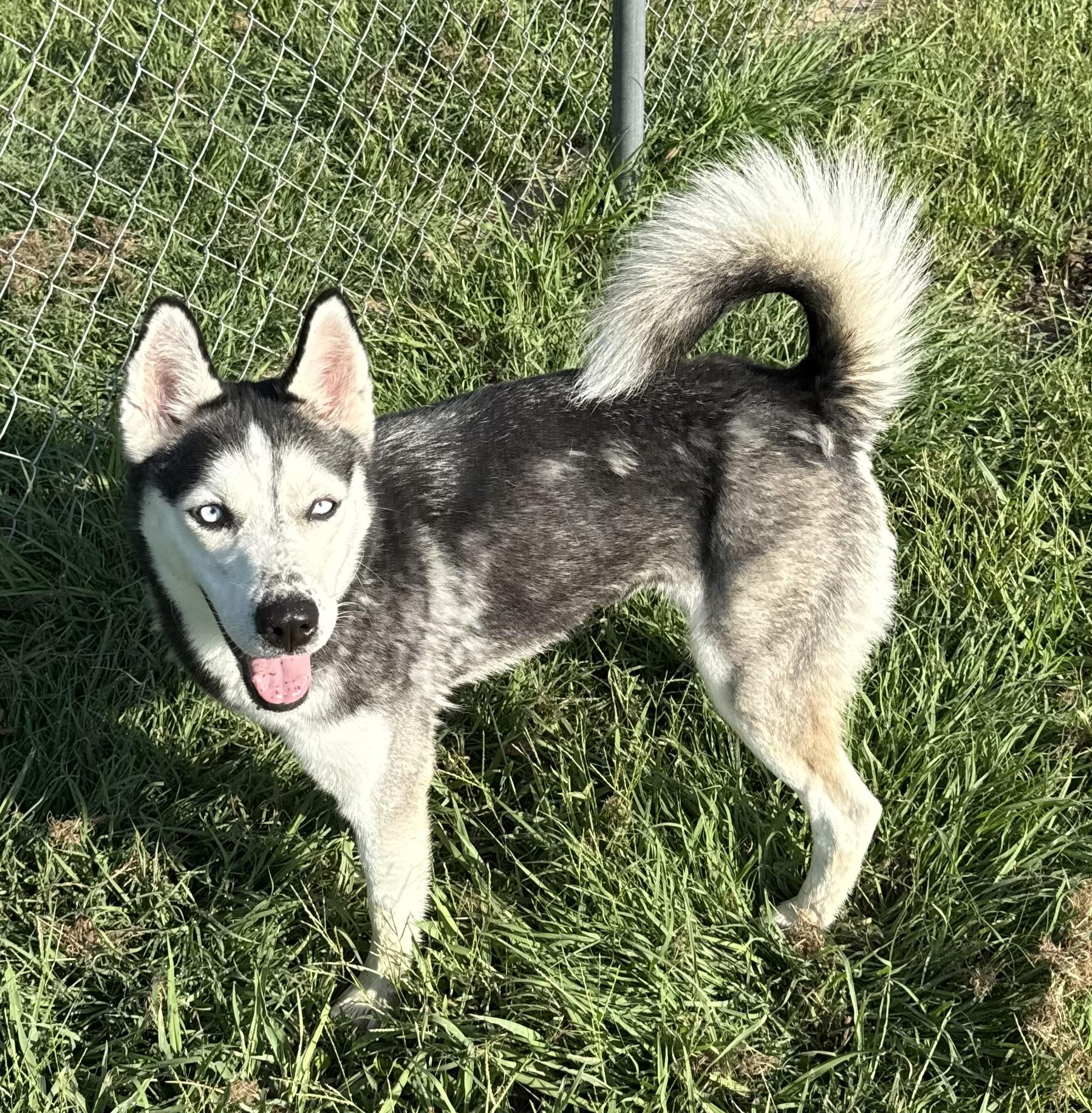 Dog for adoption - Luna, a Husky in Denver, CO | Petfinder