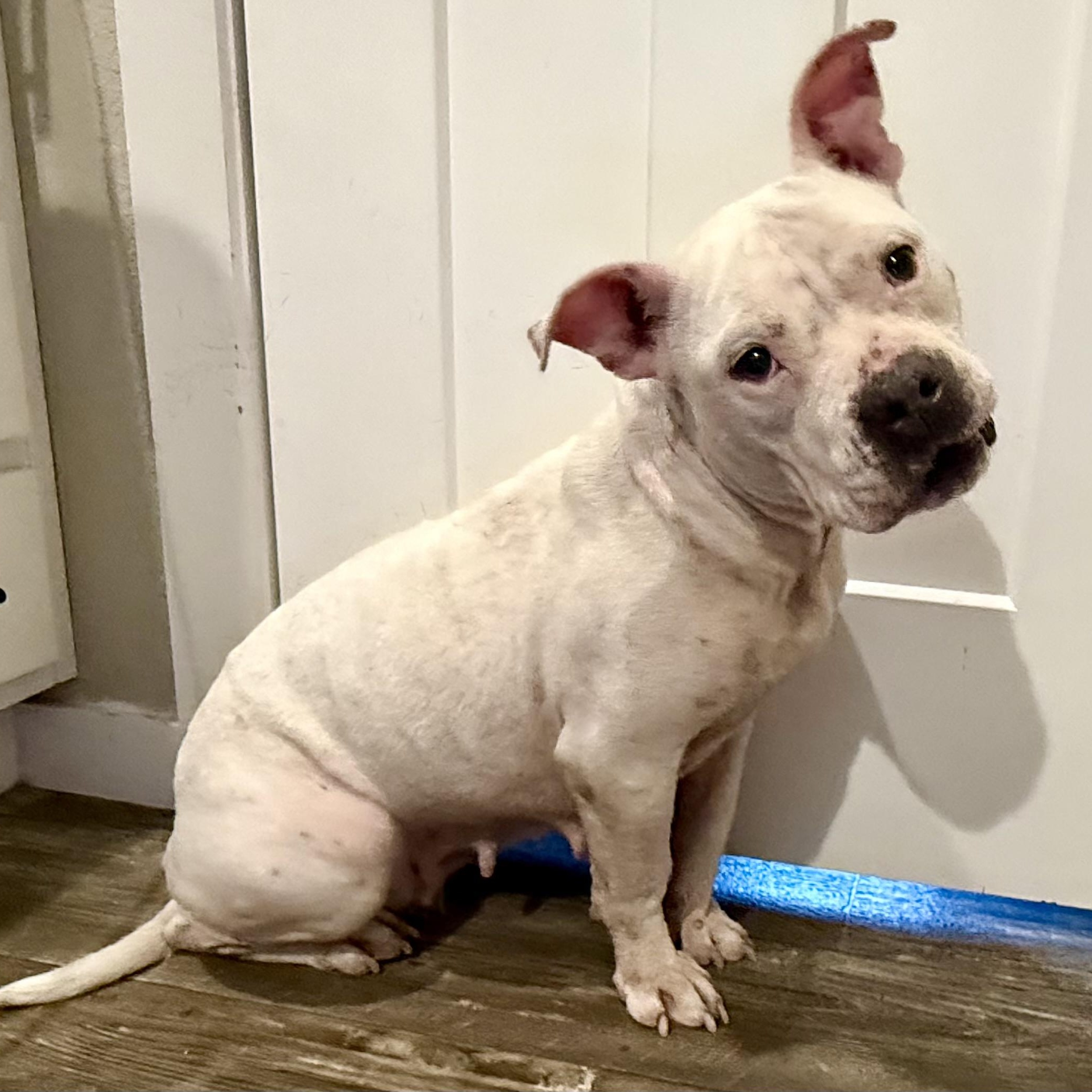 Dog for adoption - LOTTIE (Sweet, gives sweet mushy kisses, perfect ...