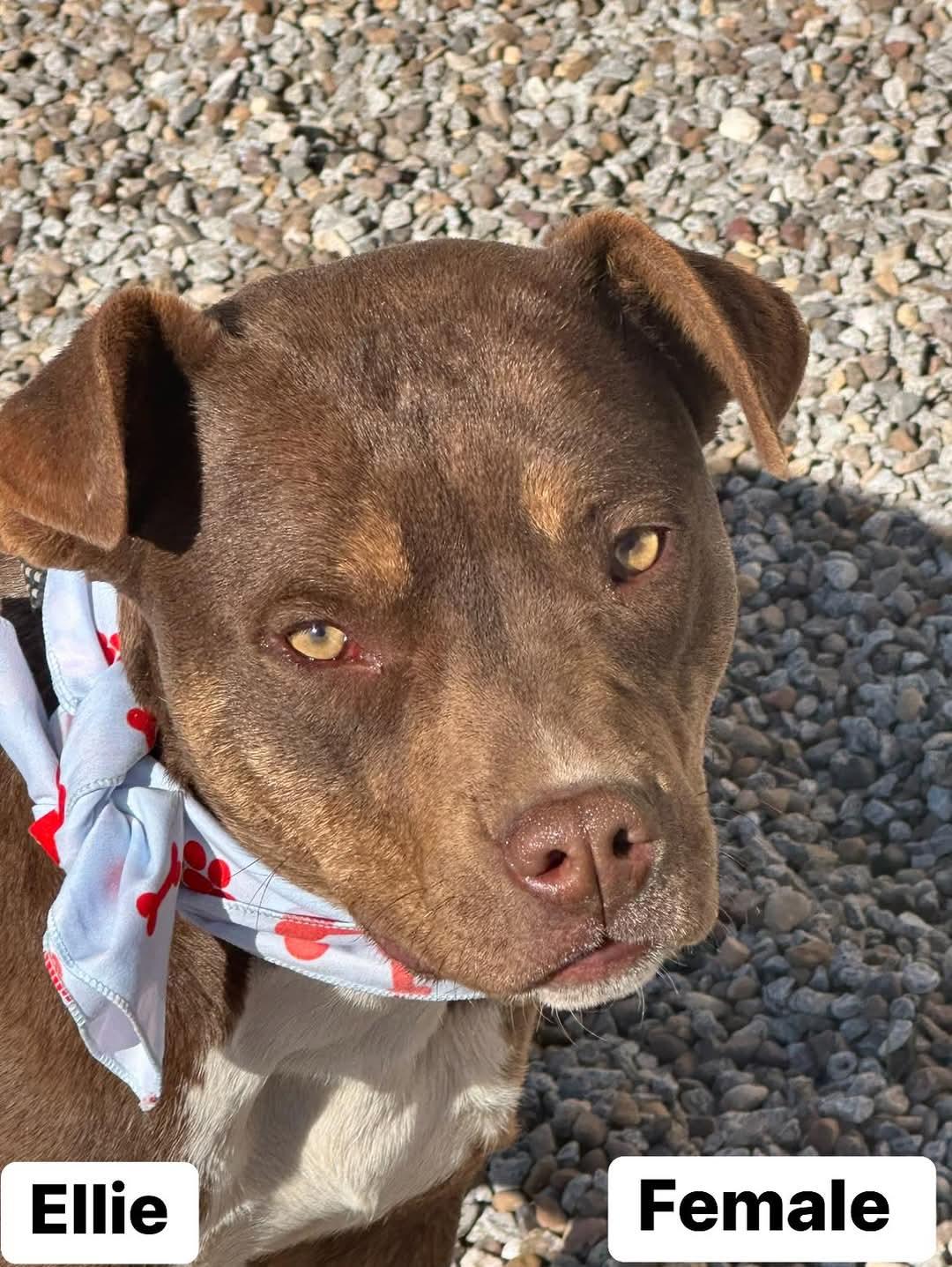 Dog for adoption - Ellie, a Mixed Breed in Levelland, TX | Petfinder