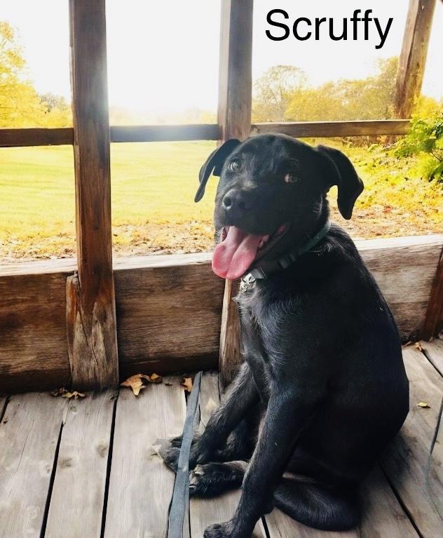 Dog for adoption - Scruffy, a Labradoodle Mix in Winter haven, FL ...