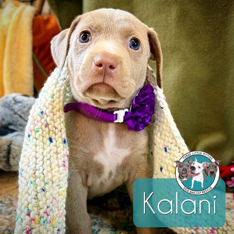 Dog for adoption - Kalani Outdoors, a German Shepherd Dog & Pit Bull ...