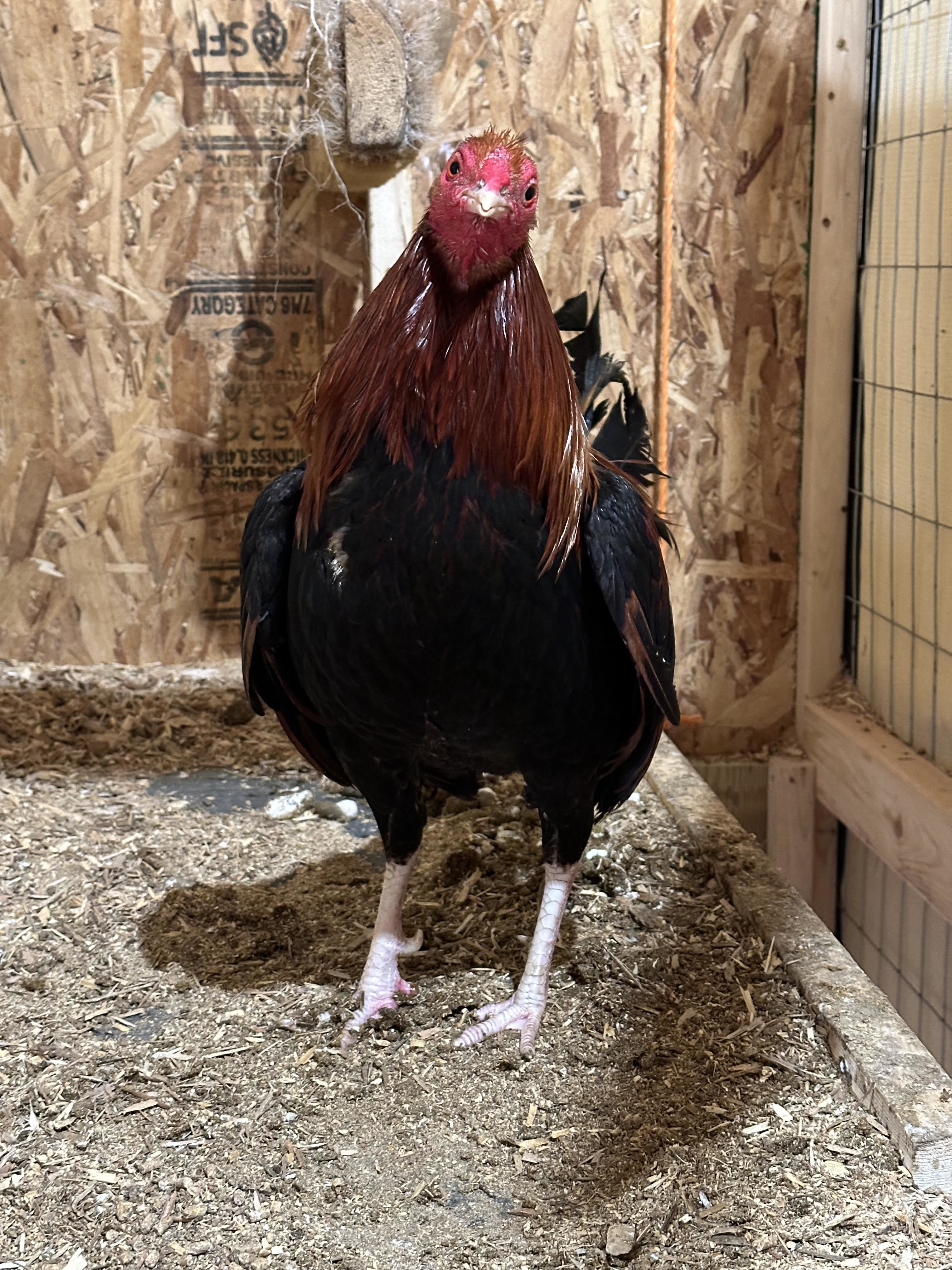 Chicken for adoption - Admiral, a Chicken in Ravenna, OH | Petfinder