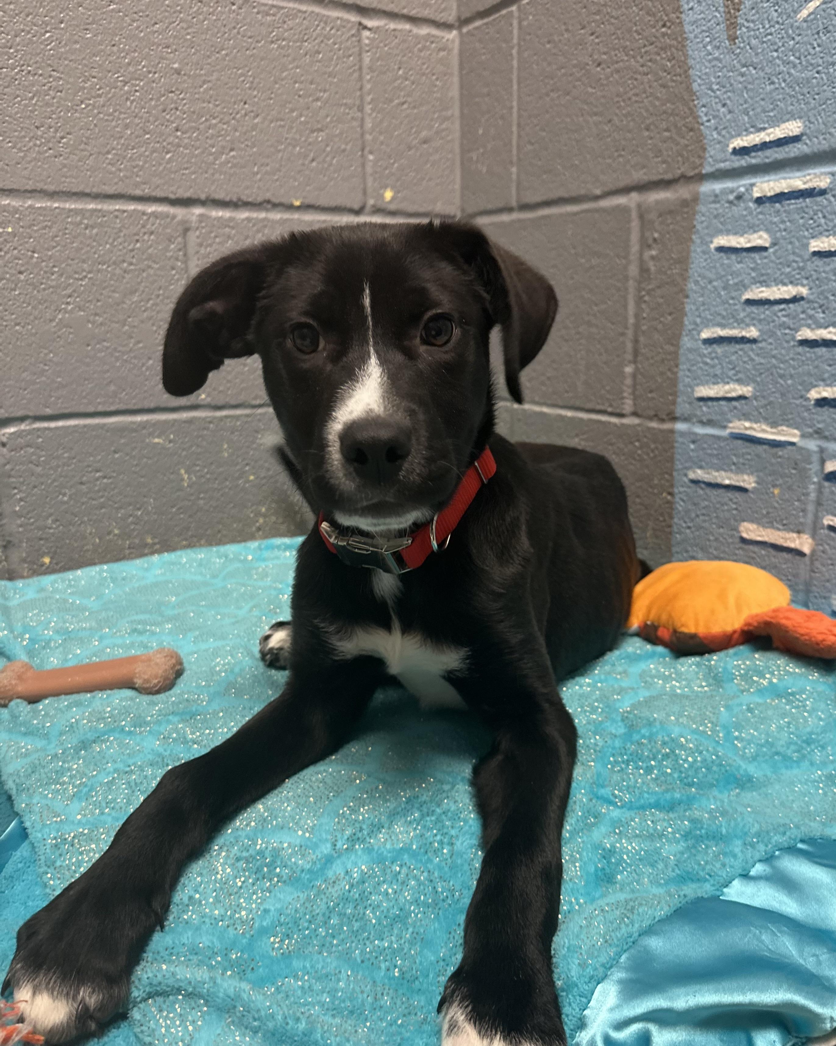 Dog for adoption - Otto, a Labrador Retriever Mix in Denver, CO | Petfinder