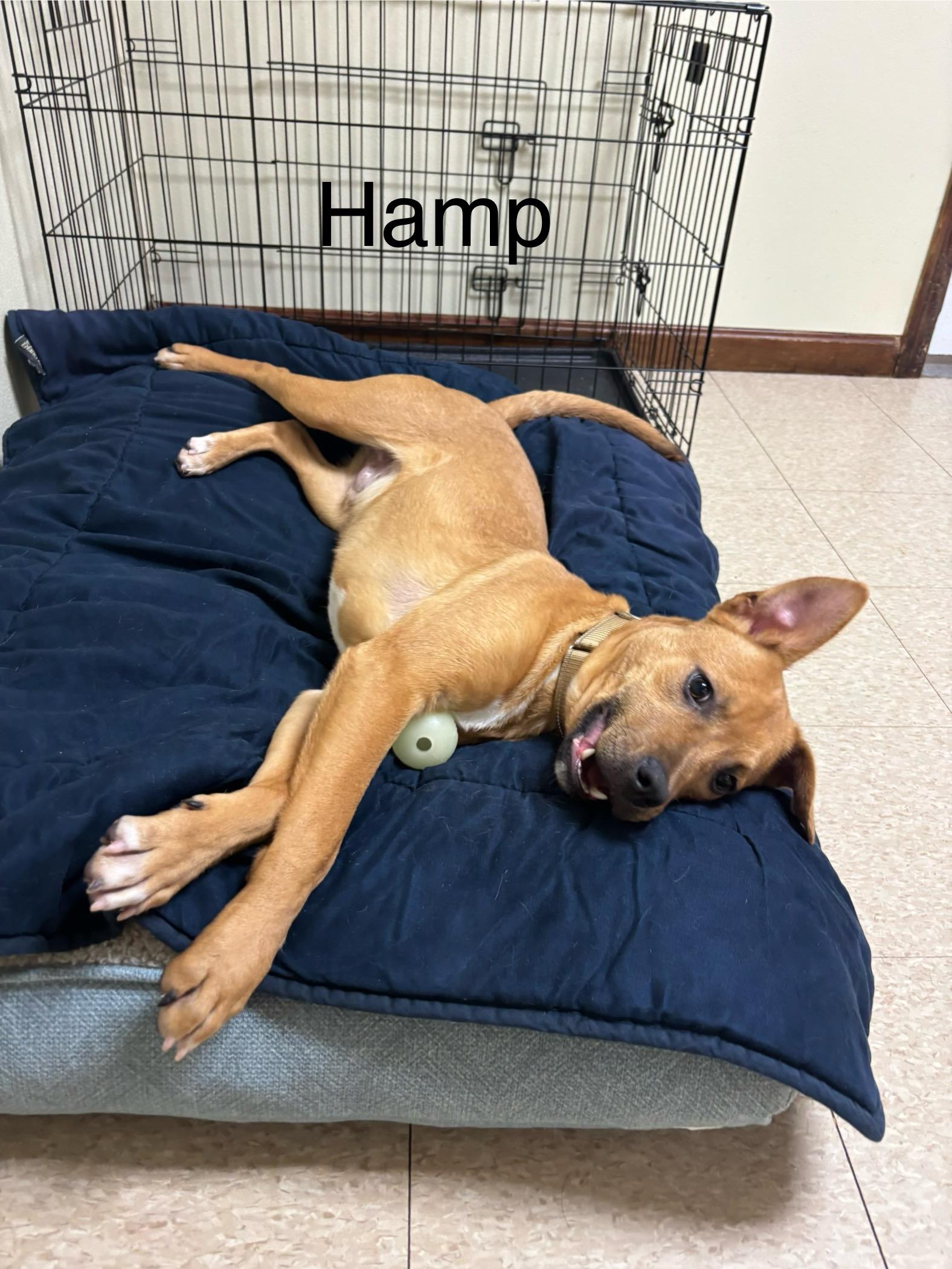 Dog for adoption - Hamp, a Retriever Mix in Douglas, MA | Petfinder