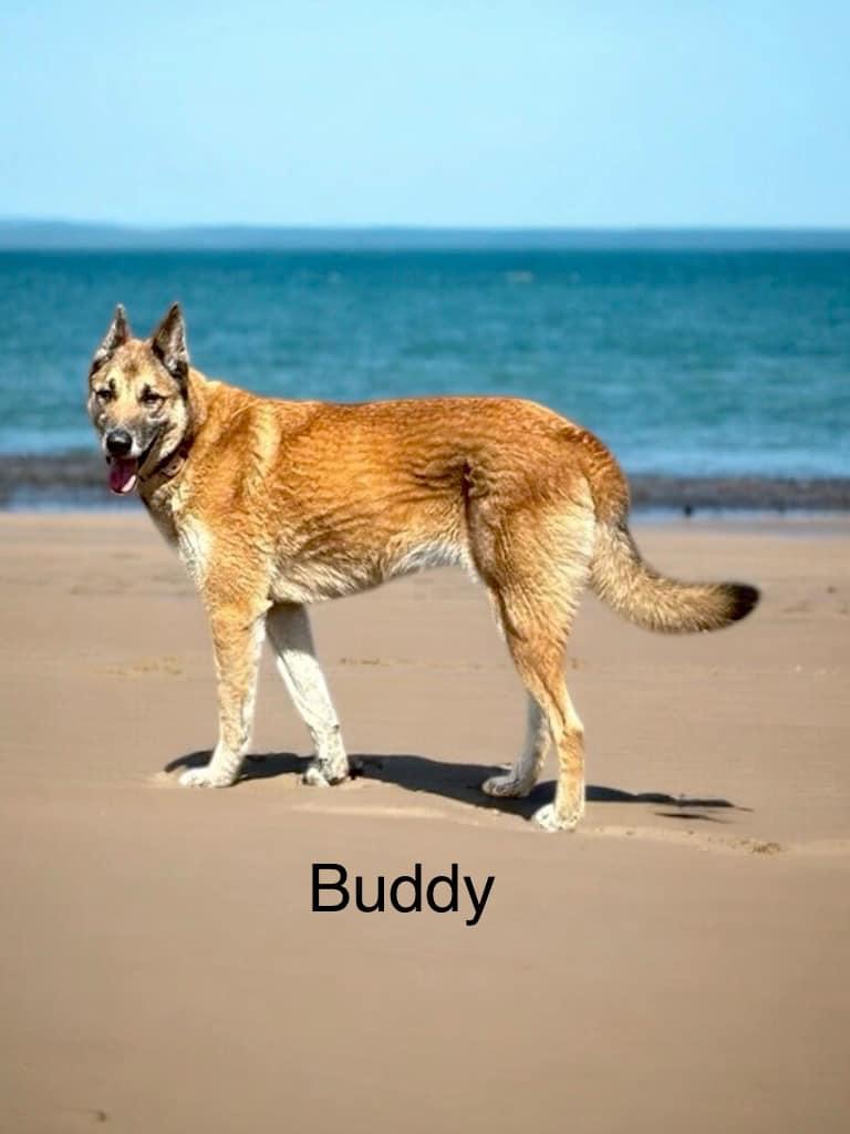Dog for adoption - Buddy, a German Shepherd Dog in Clive, IA | Petfinder
