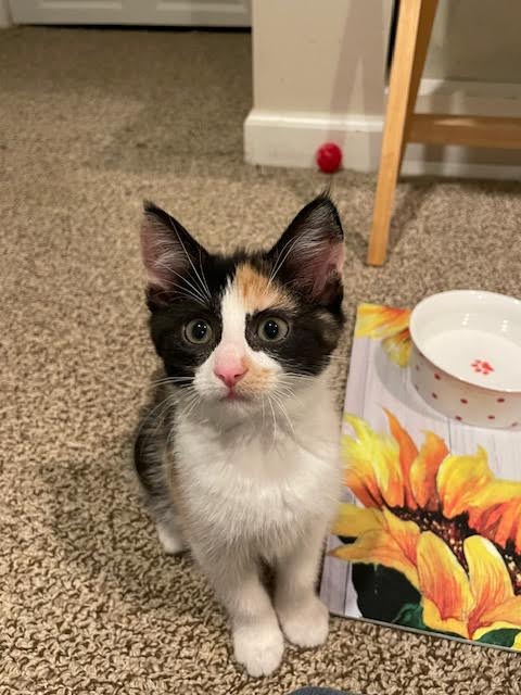 Cat for adoption - Madeliene, a Calico in Watchung, NJ | Petfinder