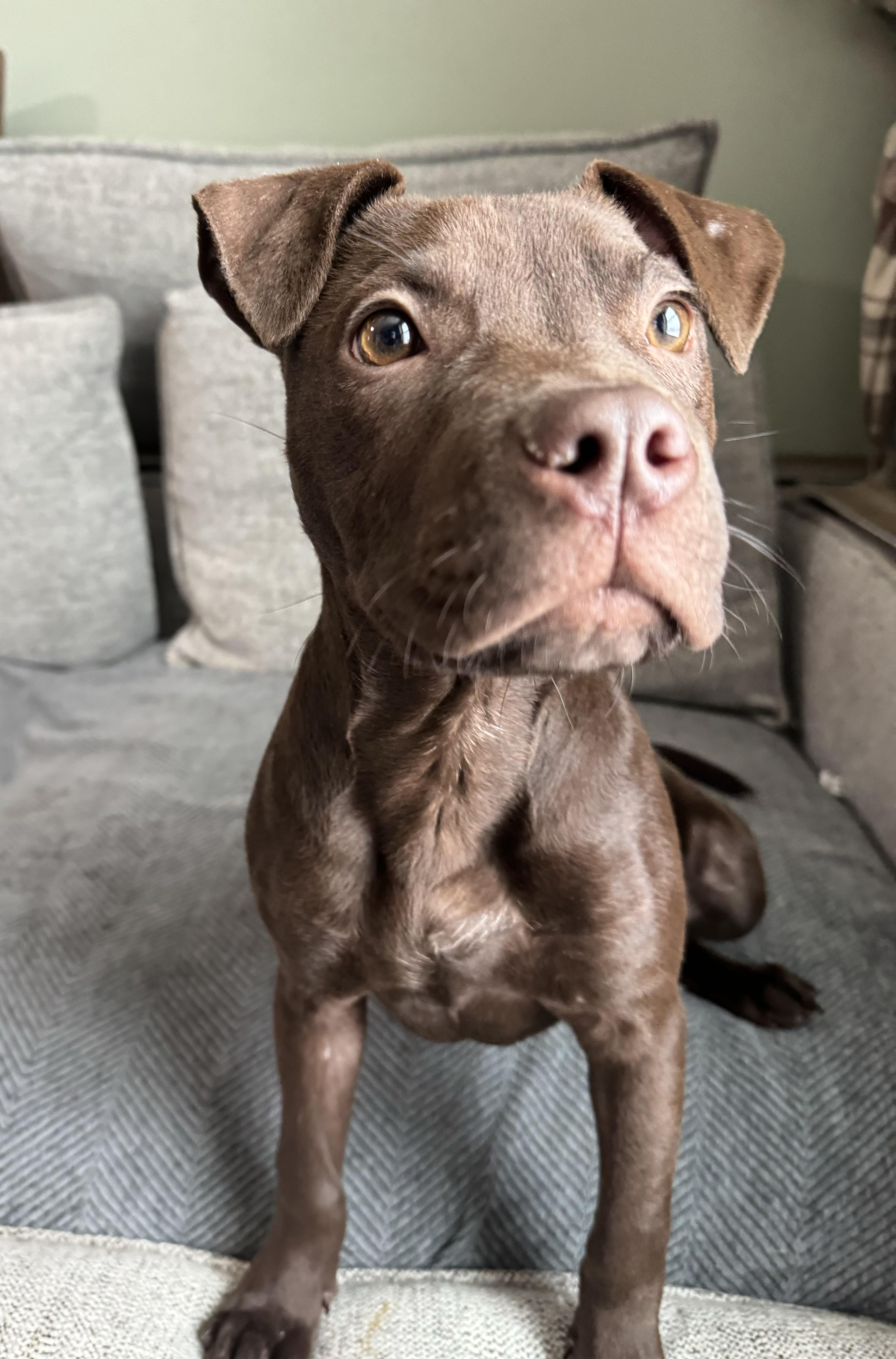 Igor - Adoptable Pet | Petfinder | Petfinder