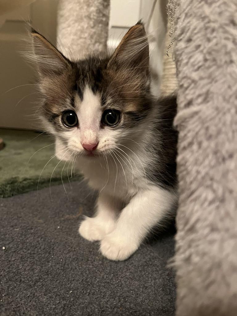Cat for adoption - Cosmo : Straight outta Anime, a Domestic Short Hair ...