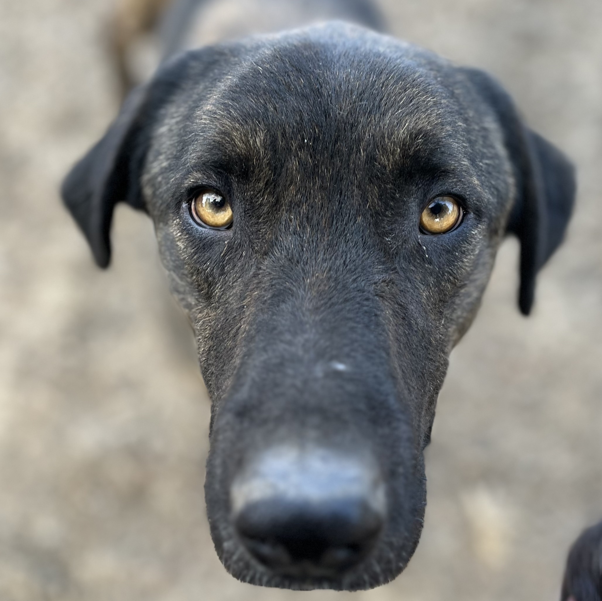 Dog for adoption - Grizz 1200+ days in rescue :(, a Plott Hound & Dutch ...