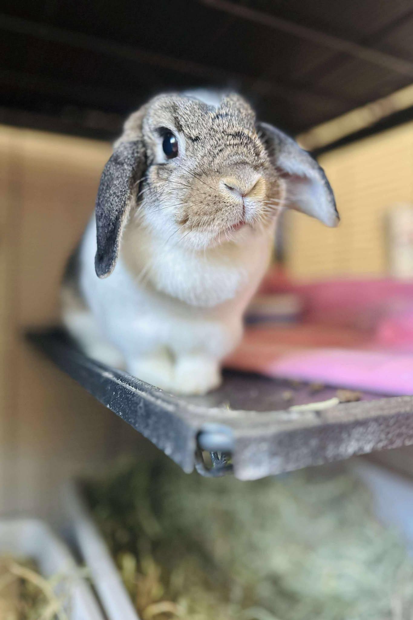 Rabbit for adoption - Muggsie, a Holland Lop in Appleton, WI | Petfinder