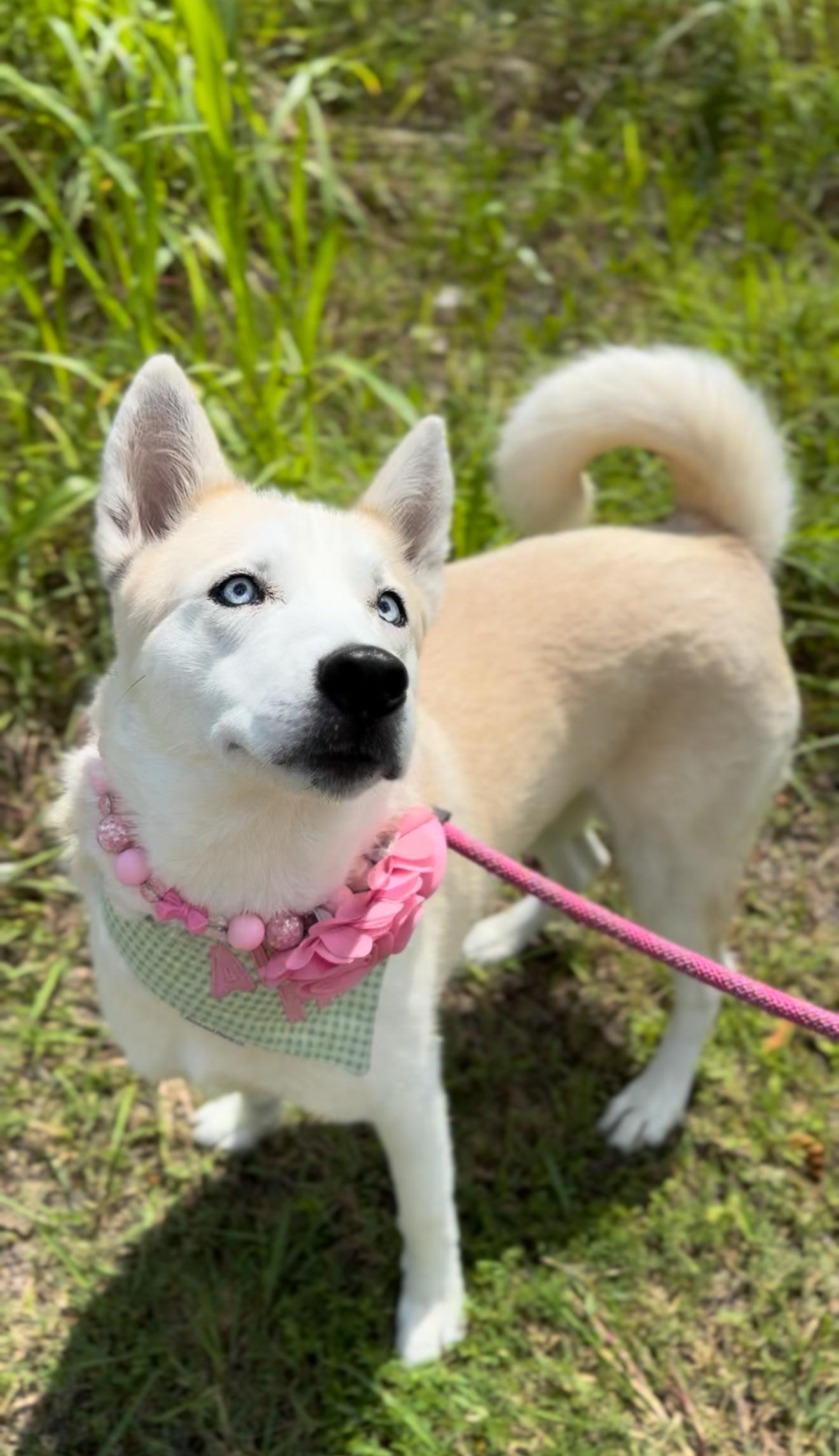 Dog for adoption - Angel, a Husky in Rossford, OH | Petfinder