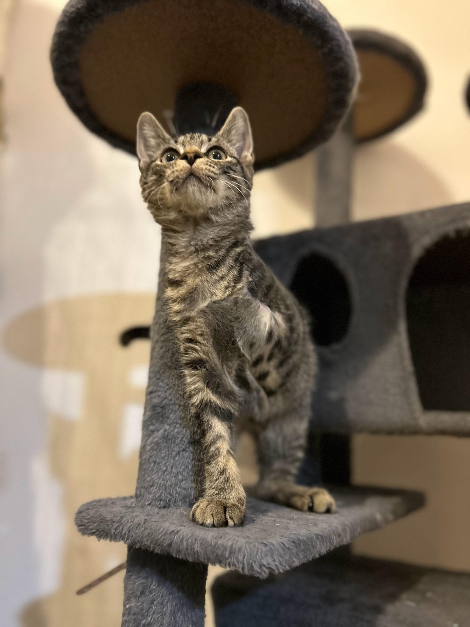 Cat for adoption - Mercy, a Domestic Short Hair in Aspen, CO | Petfinder