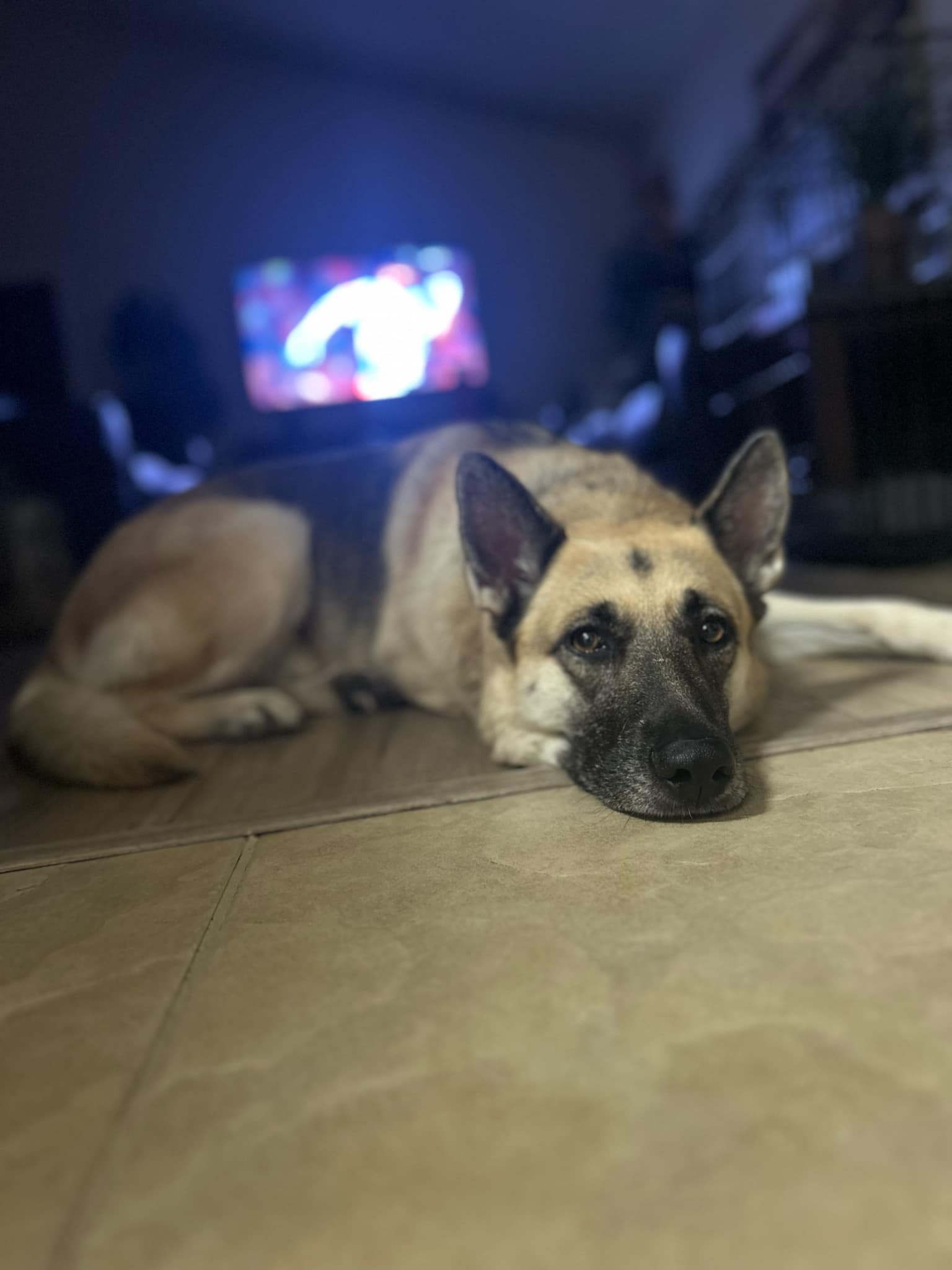 Dog for adoption - Greta, a German Shepherd Dog in washington, DC ...