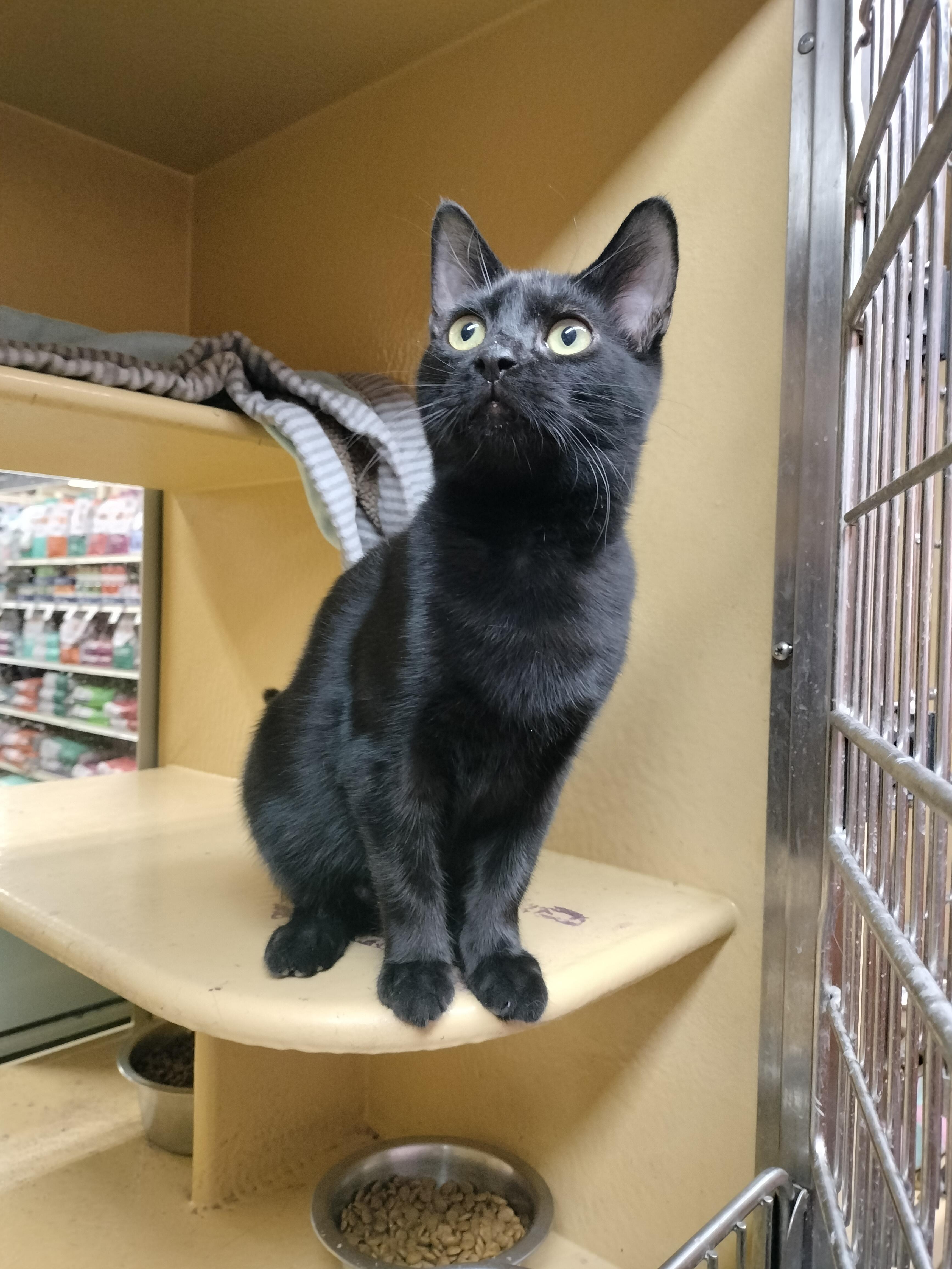 Cat for adoption - Molly & Calvin, a Domestic Long Hair in Pittsburgh ...