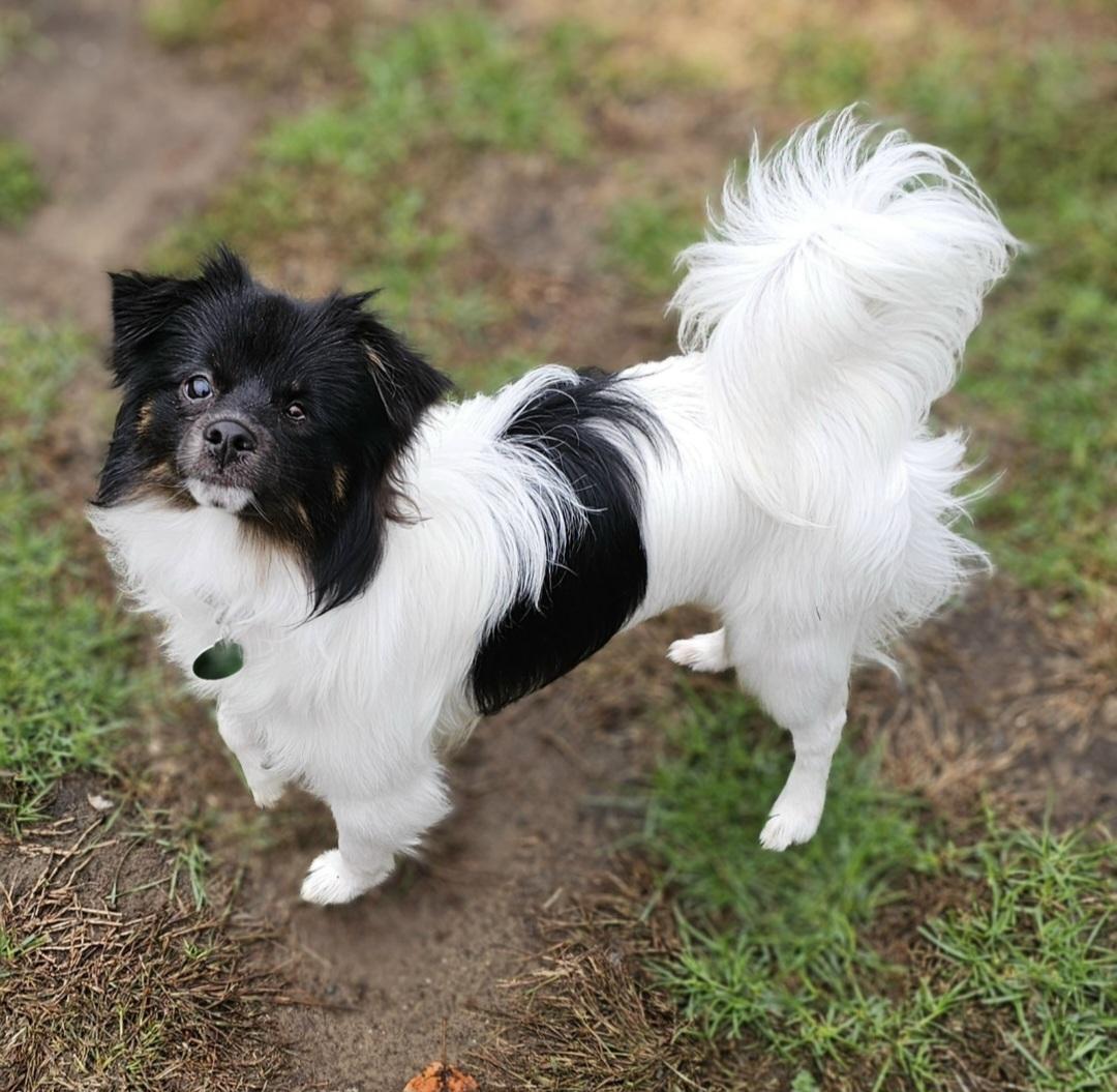 POOKIE - Adoptable Pet | Petfinder | Petfinder