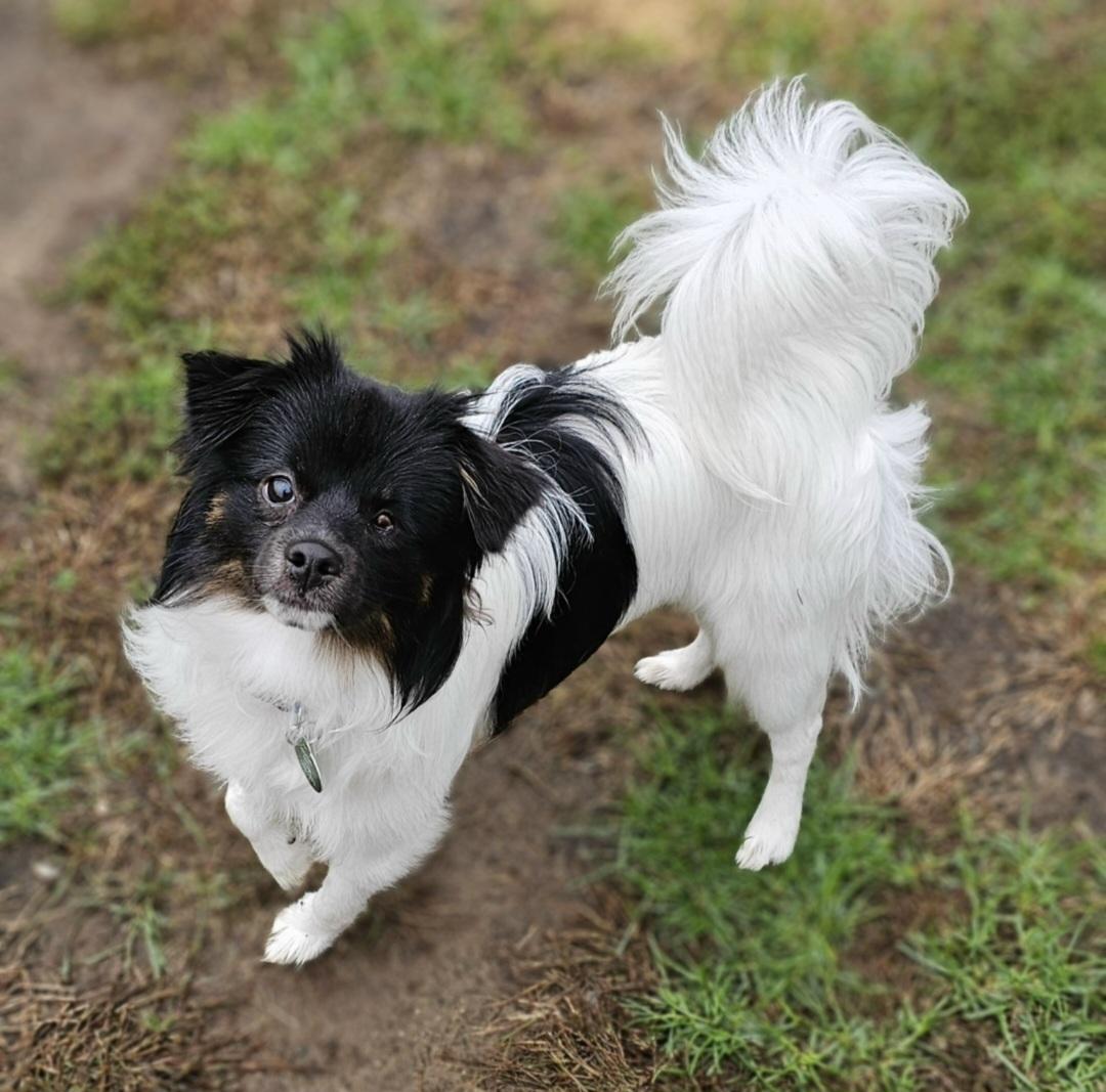 POOKIE - Adoptable Pet | Petfinder | Petfinder
