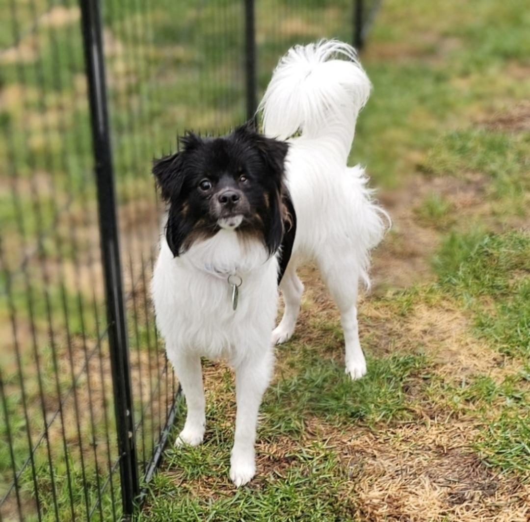 POOKIE - Adoptable Pet | Petfinder | Petfinder