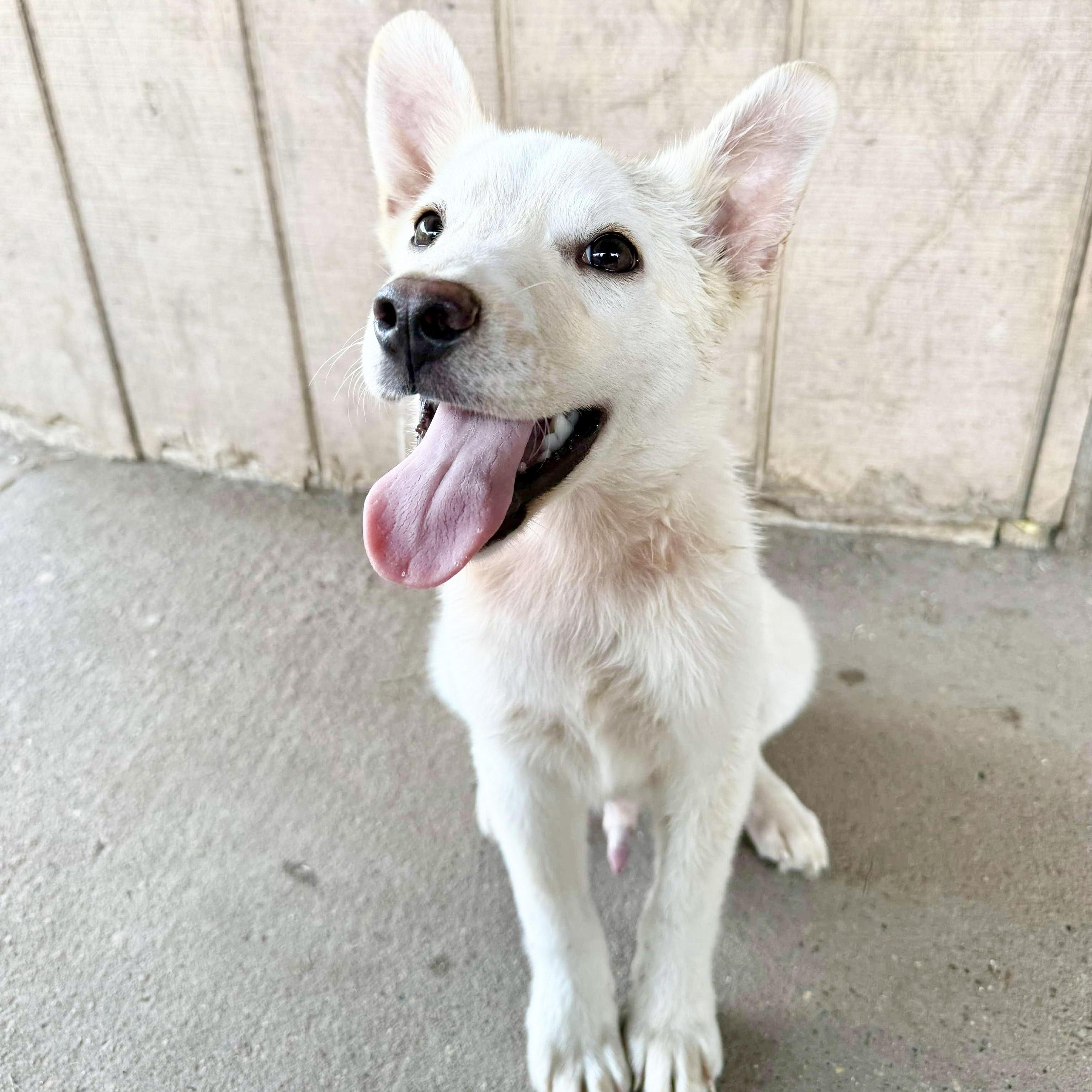 Dog for adoption - Phineas, an Australian Kelpie & Shepherd Mix in ...