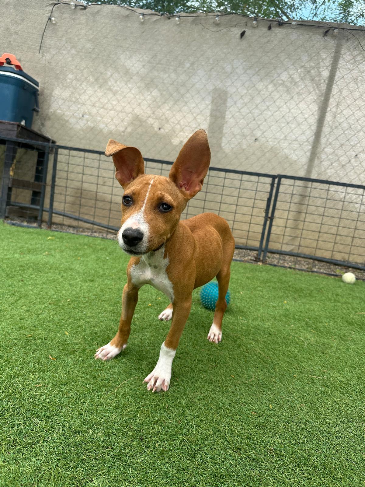 Dog for adoption - Pebbles, a Mixed Breed in Seattle, WA | Petfinder