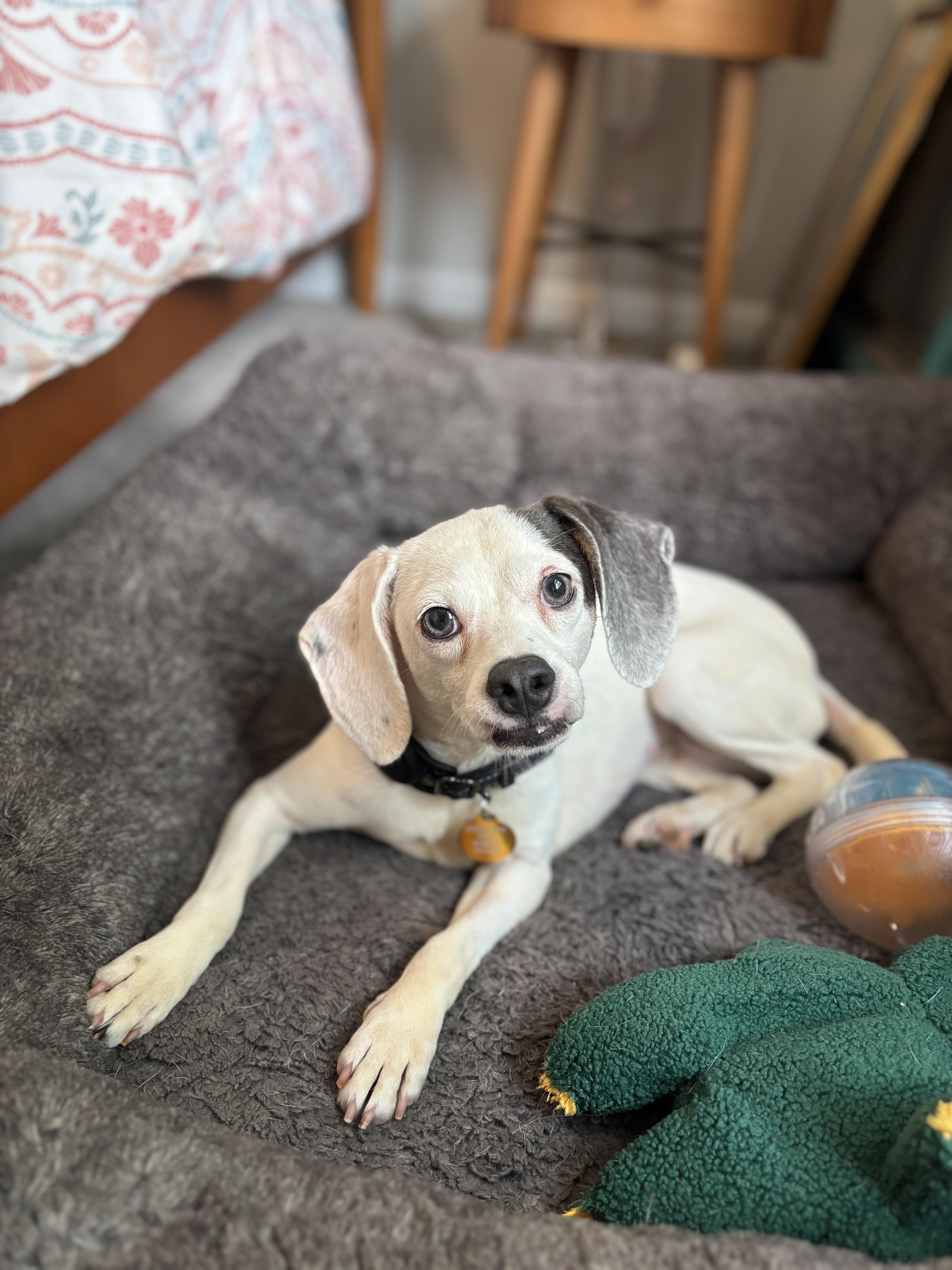 Dog for adoption - Addie, a Chihuahua Mix in charleston, SC | Petfinder