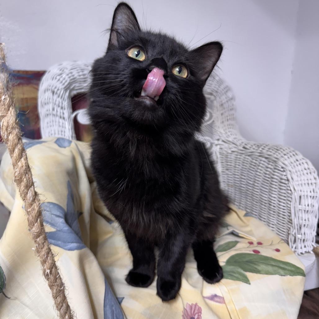 Available Kitties – Saved by Zade