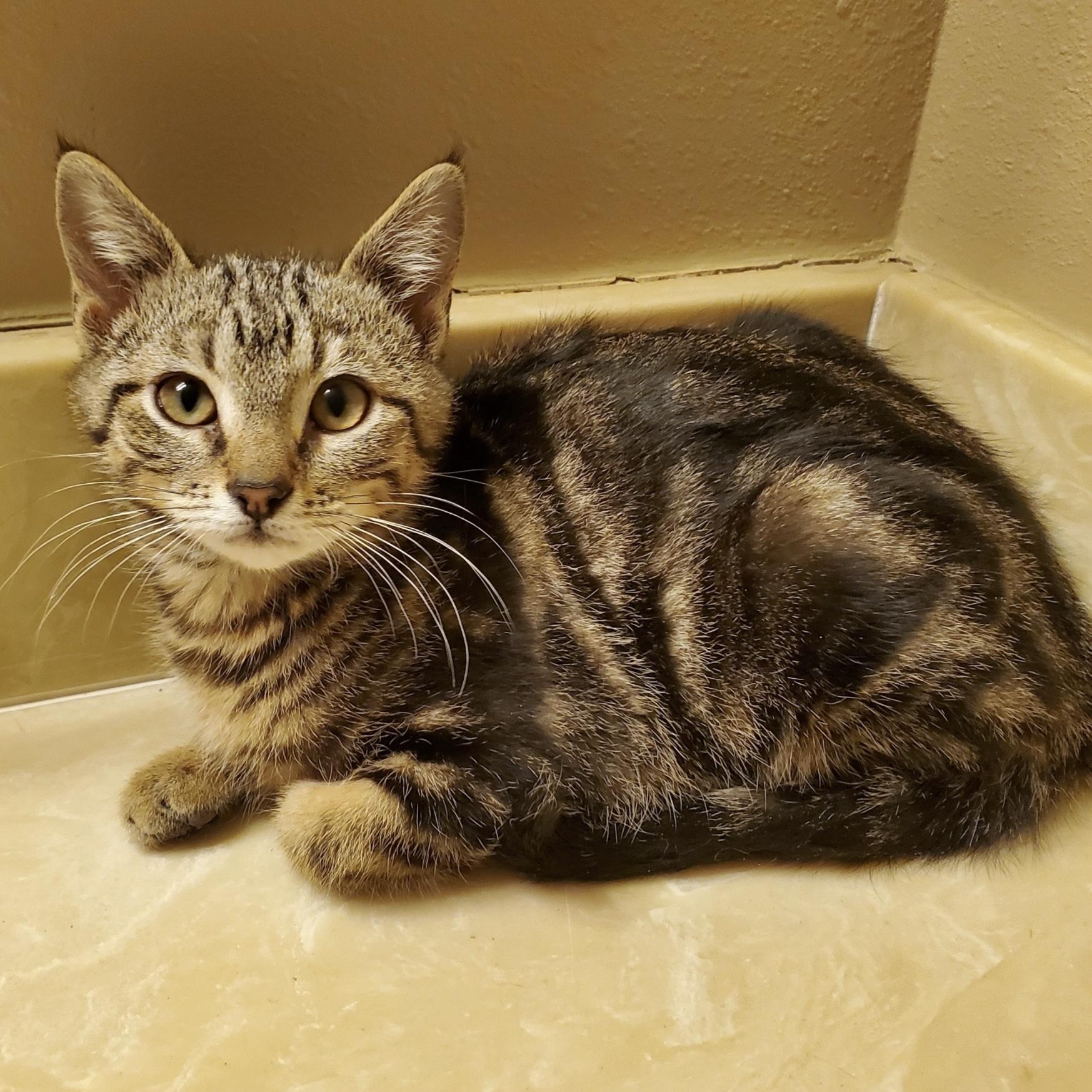 Cat for adoption - Royce, a Domestic Short Hair in Bentonville, AR ...