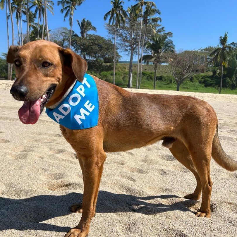 Dog for adoption - Cheto, a Mixed Breed in Las Vegas, NV | Petfinder