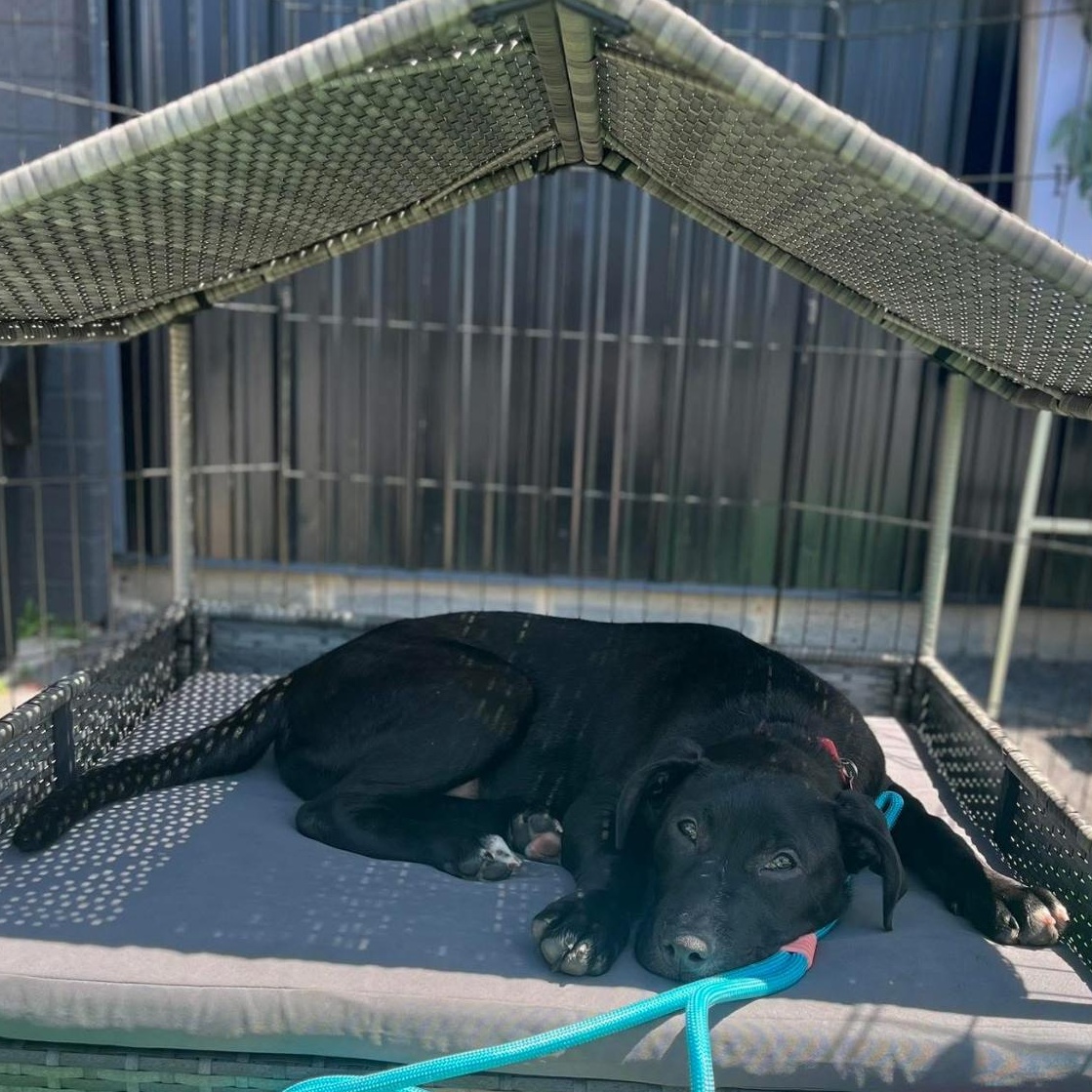 Dog for adoption - Murphy, a Black Labrador Retriever Mix in Baltimore ...