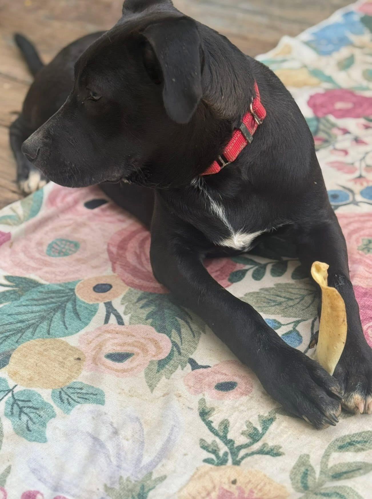 Dog for adoption - Murphy, a Black Labrador Retriever Mix in Baltimore ...