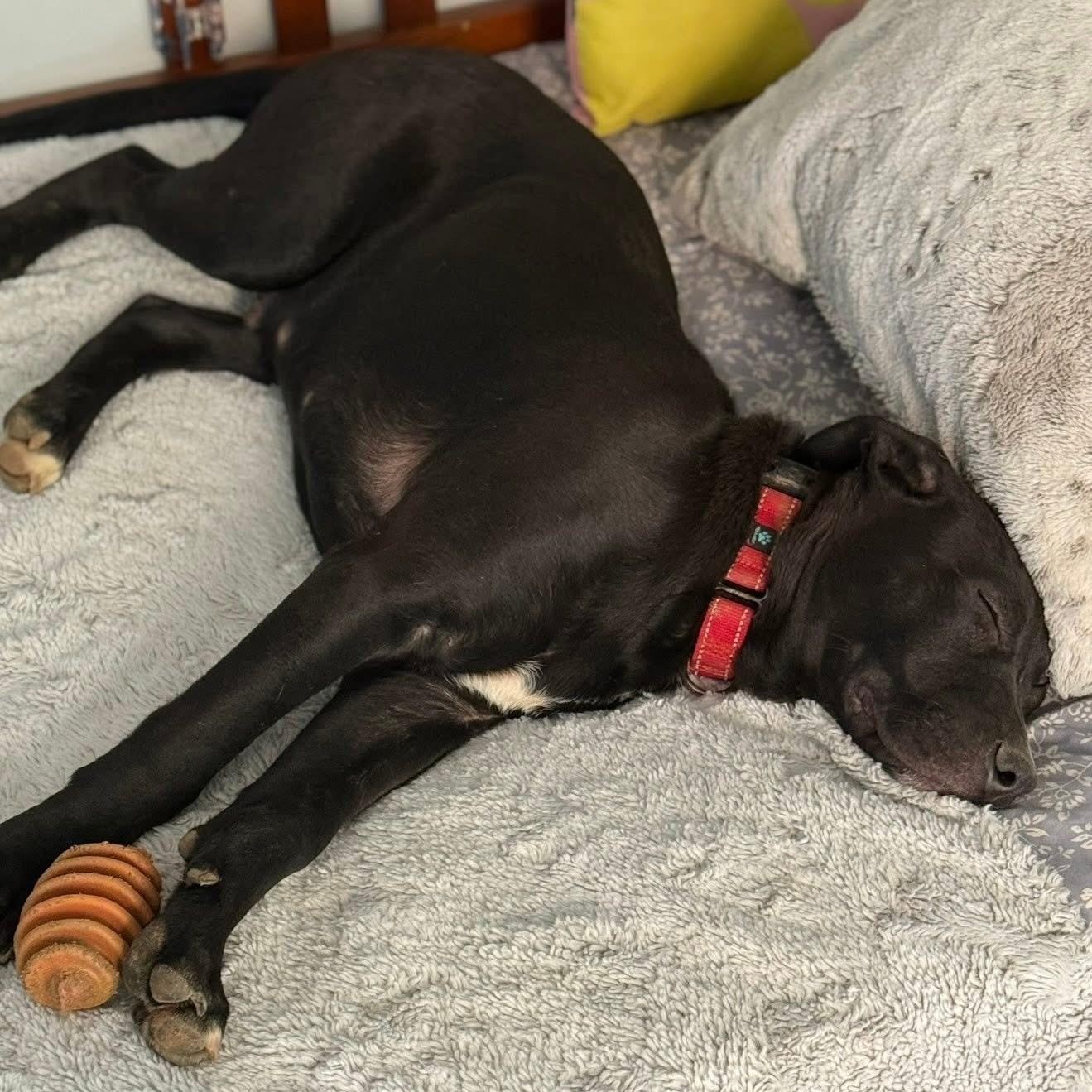 Dog for adoption - Murphy, a Black Labrador Retriever Mix in Baltimore ...