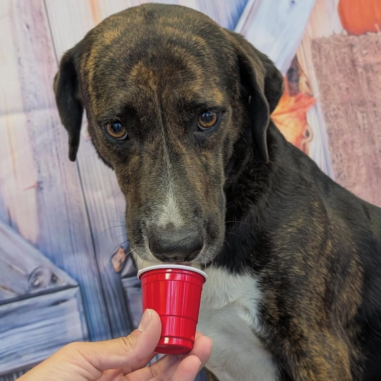 Dog for adoption - Bambi, a Plott Hound Mix in Houston, TX | Petfinder