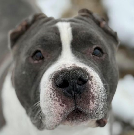 Dog for adoption - Boosie (ID 45327/247), an American Bully in Manassas ...