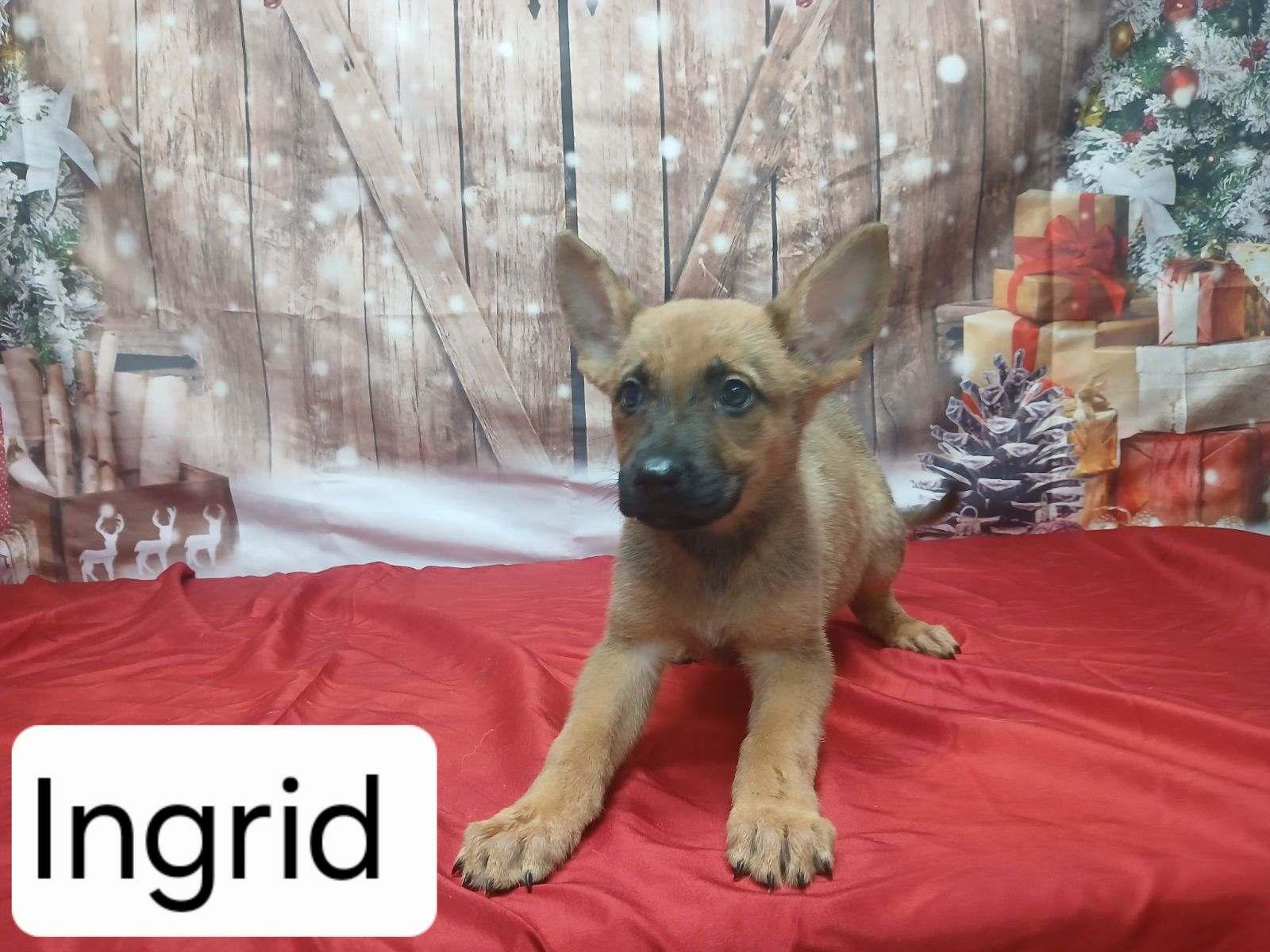 Ingrid - Adoptable Pet | Petfinder | Petfinder