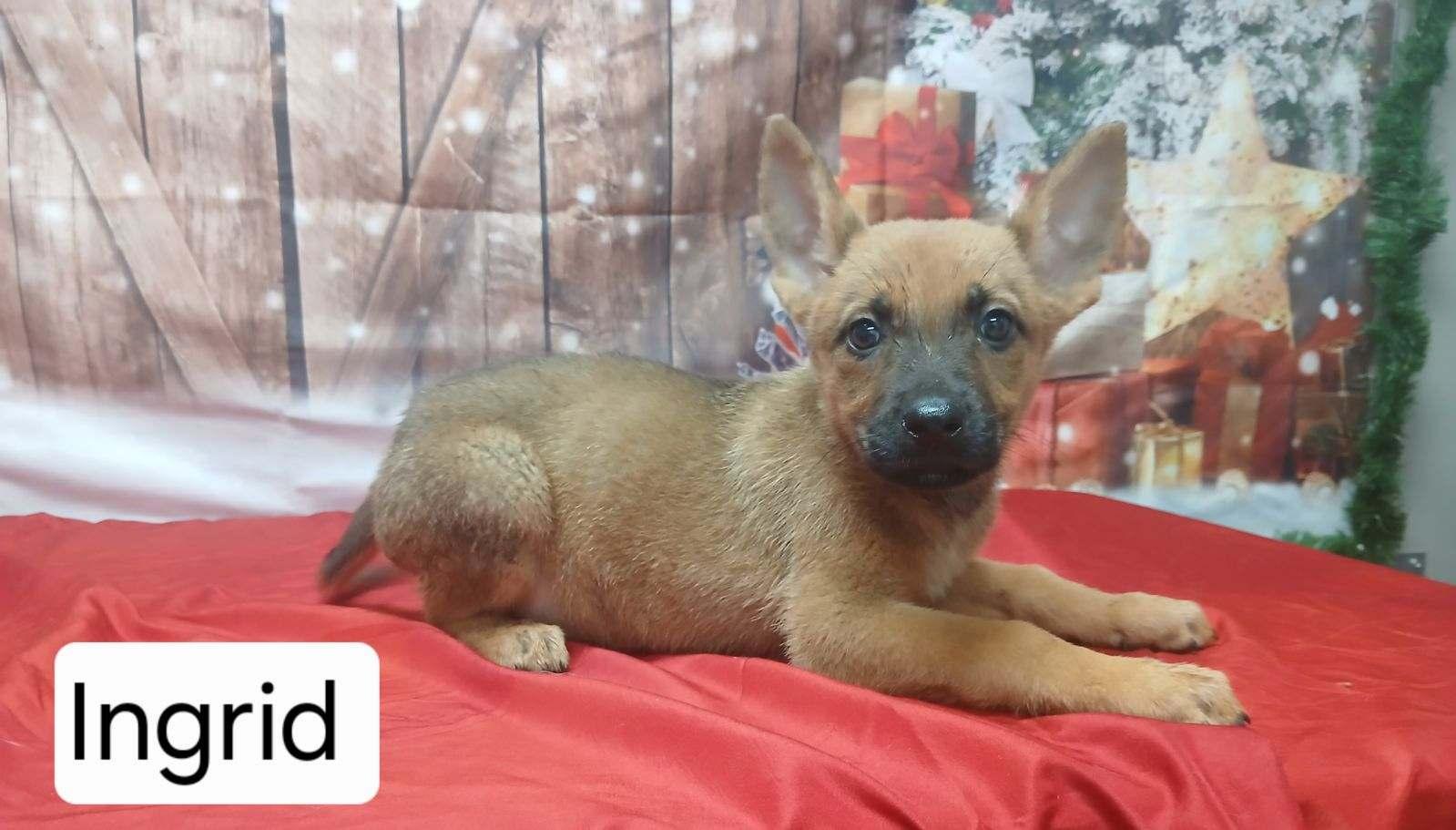 Ingrid - Adoptable Pet | Petfinder | Petfinder